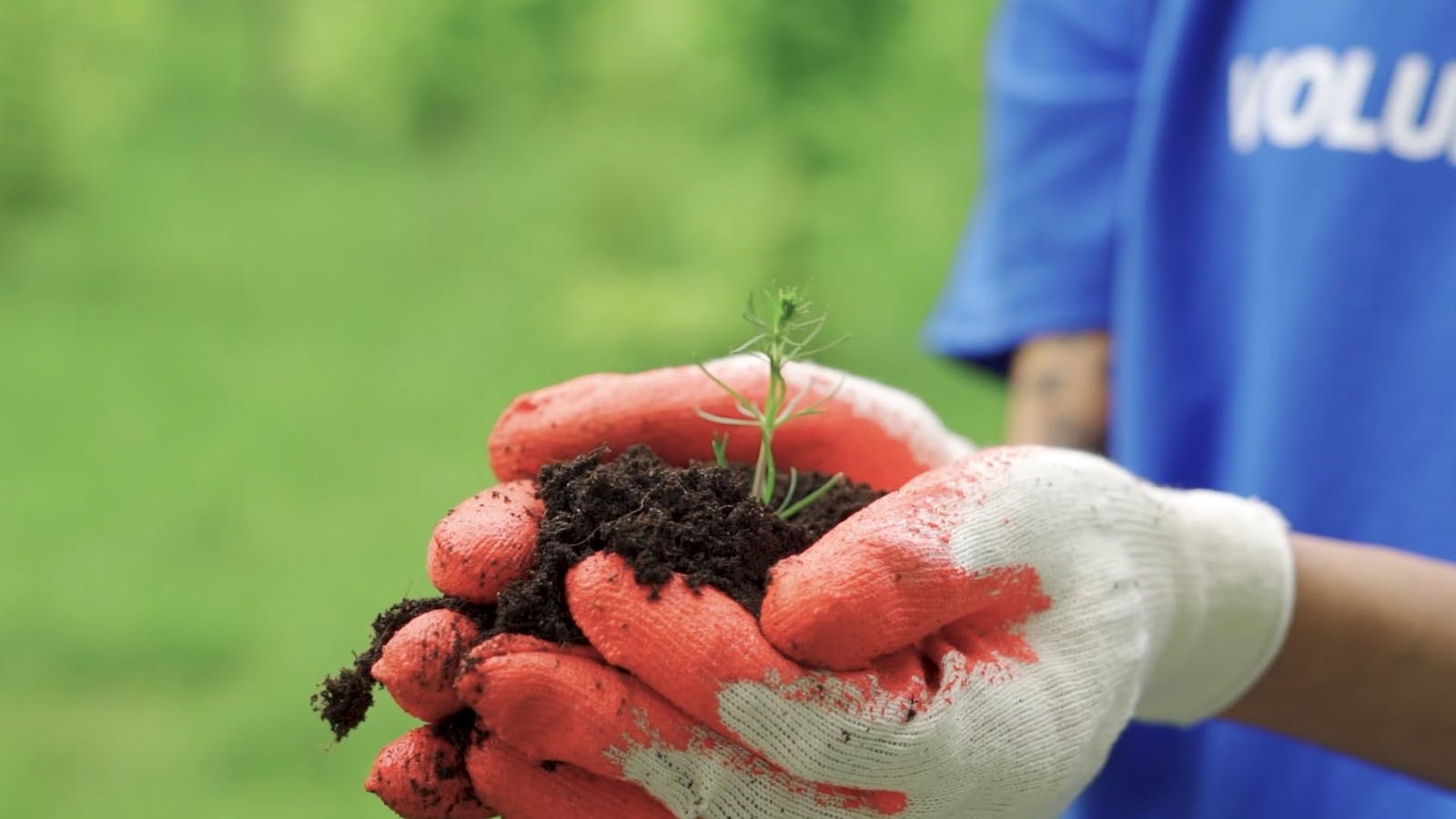 Tree Planting Videos, Download The BEST Free 4k Stock Video Footage ...