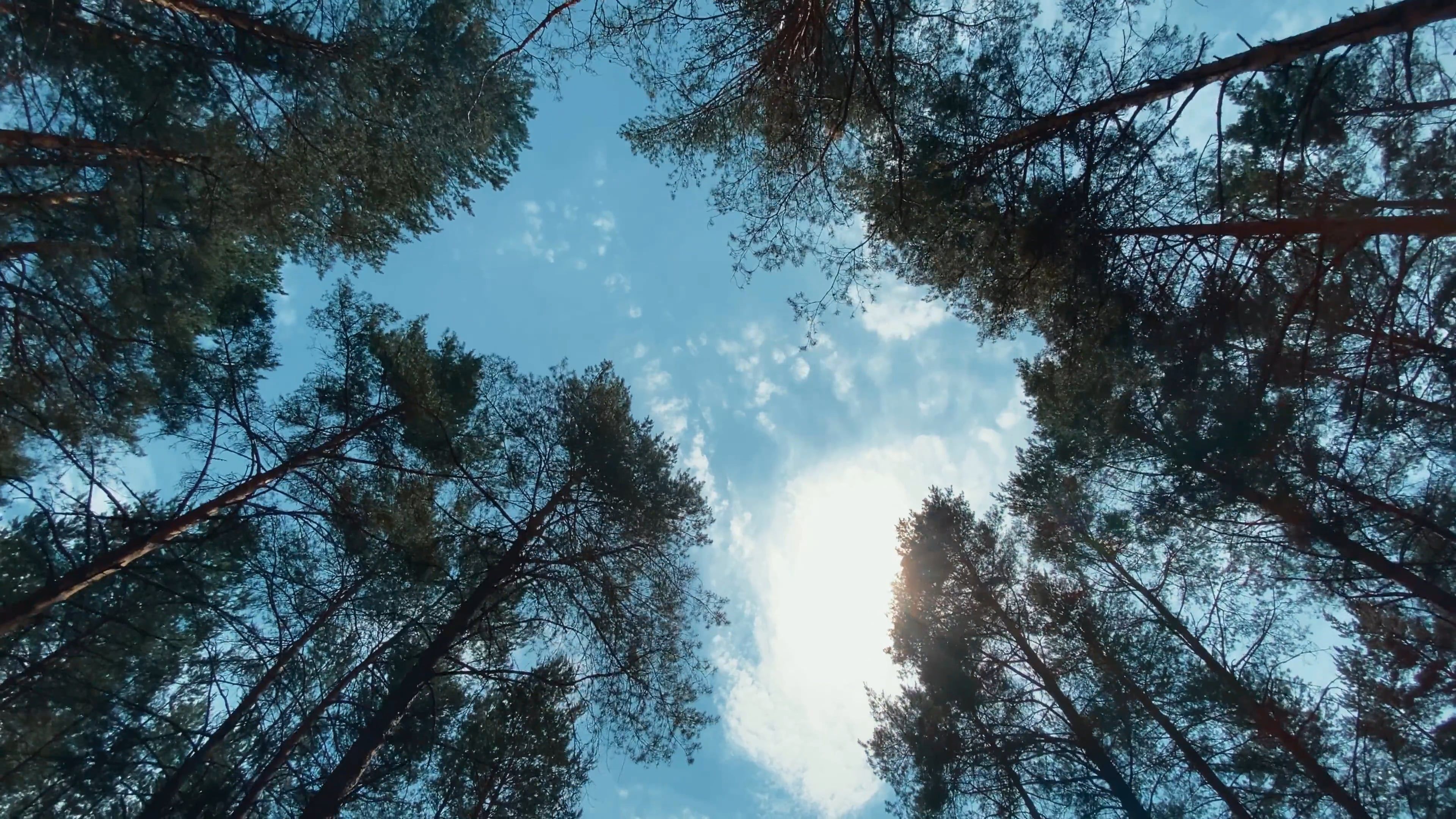 Low Angle View of a Trees on Forest Free Stock Video Footage, Royalty ...