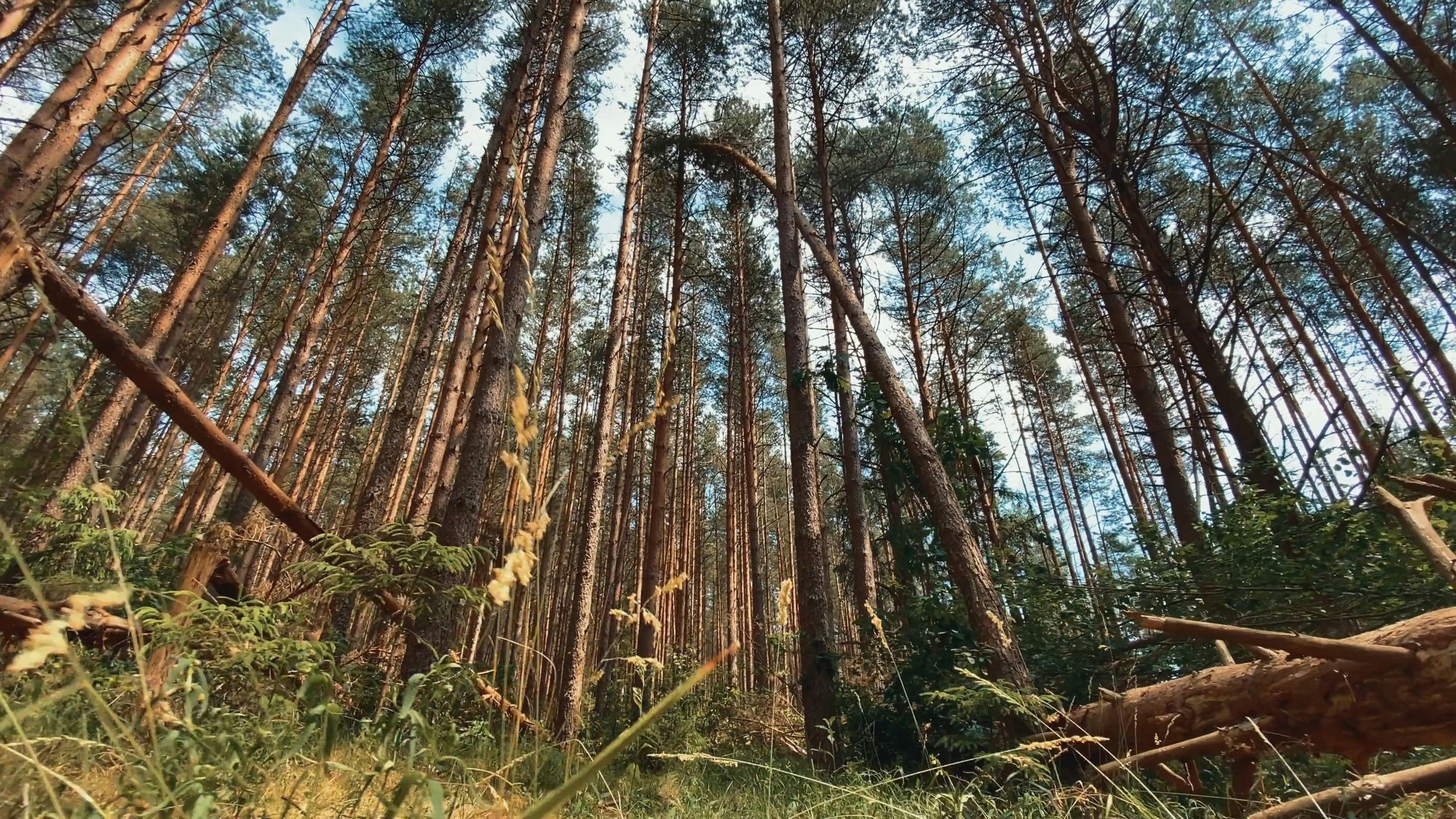 Video of a Forest · Free Stock Video