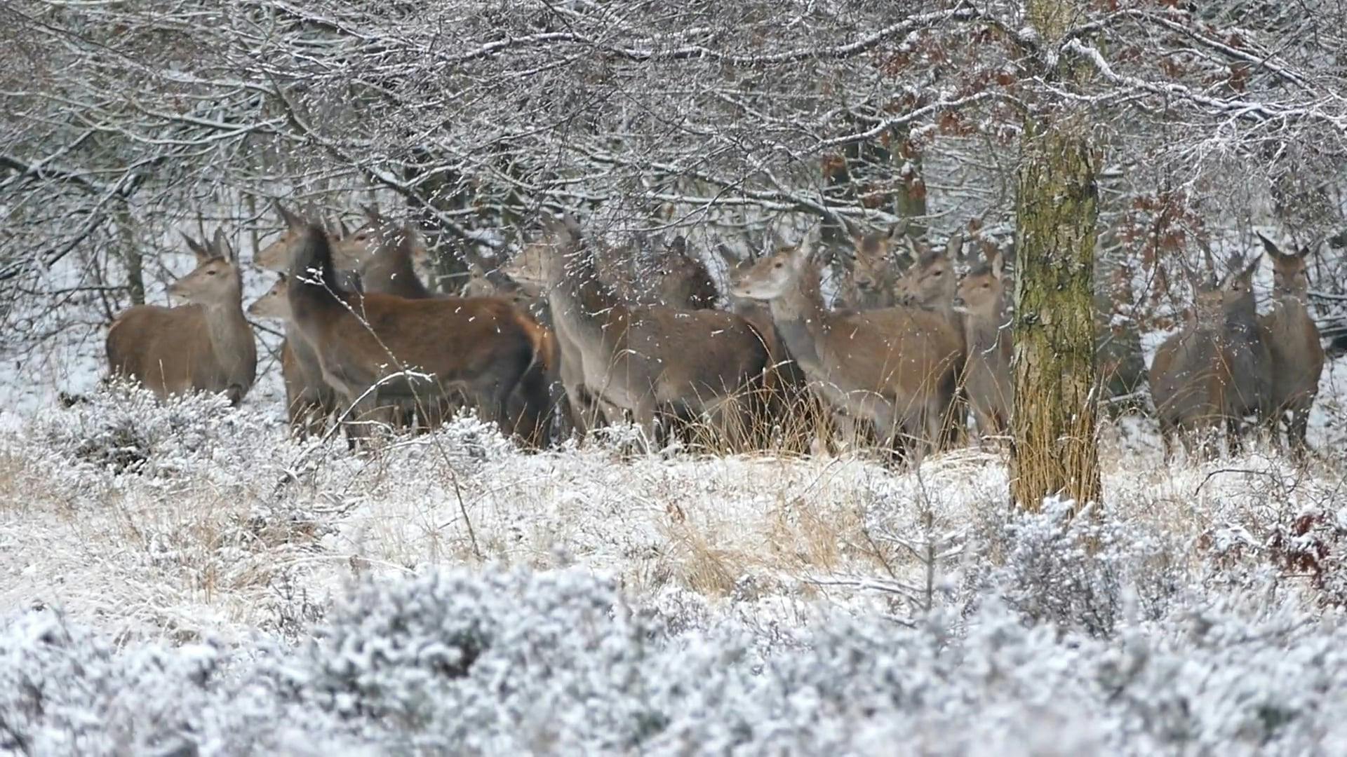 A Herd of Deer Running · Free Stock Video