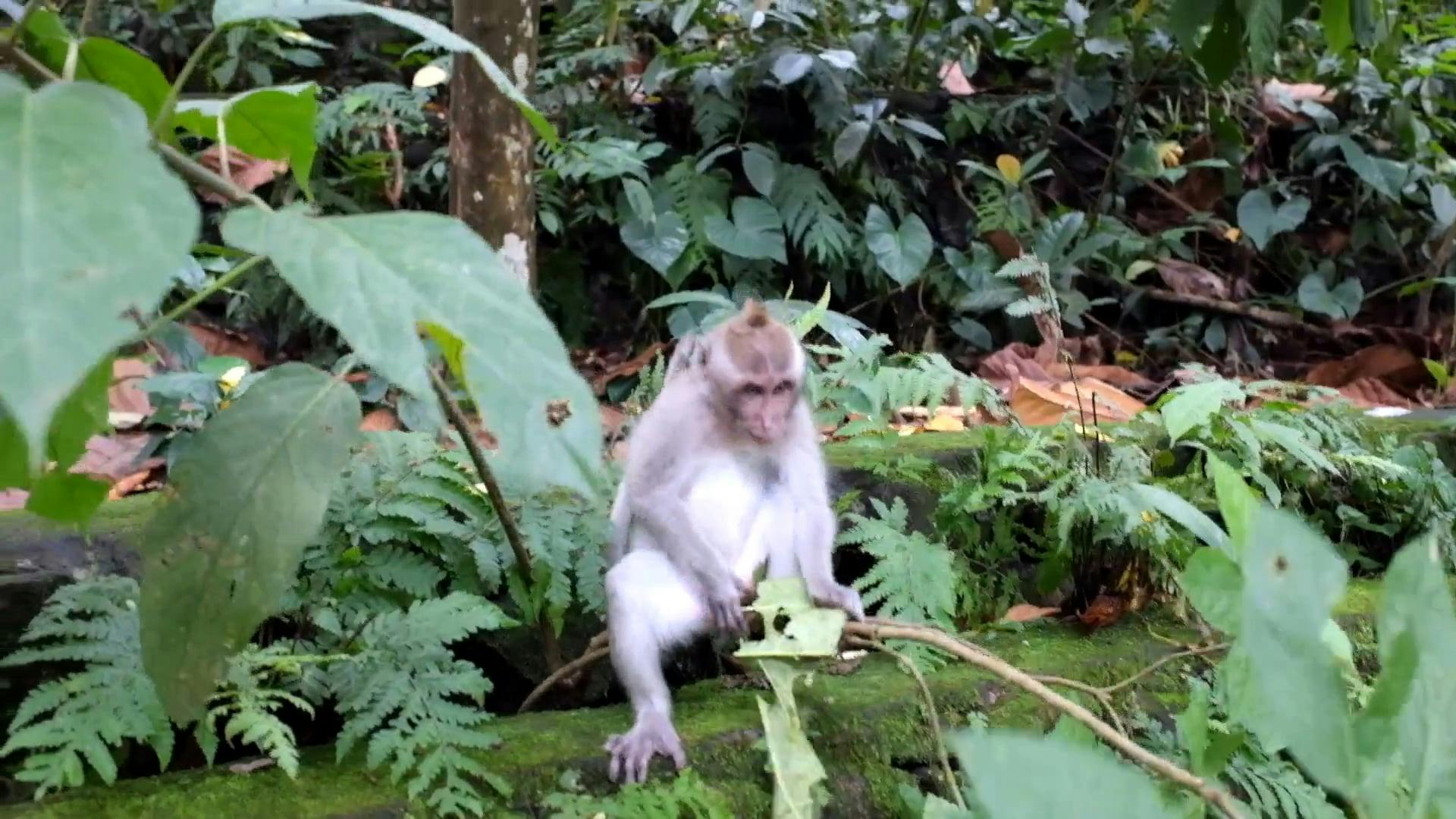 Monkey Eating Leaves · Free Stock Video