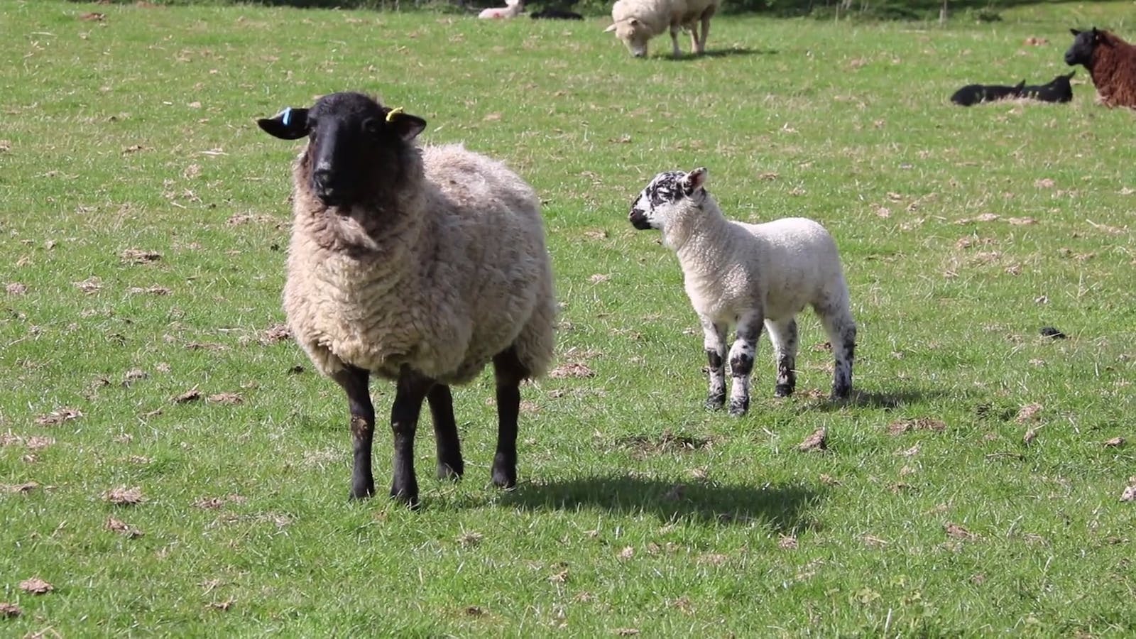 Sheep Videos, Download The BEST Free 4k Stock Video Footage & Sheep HD ...