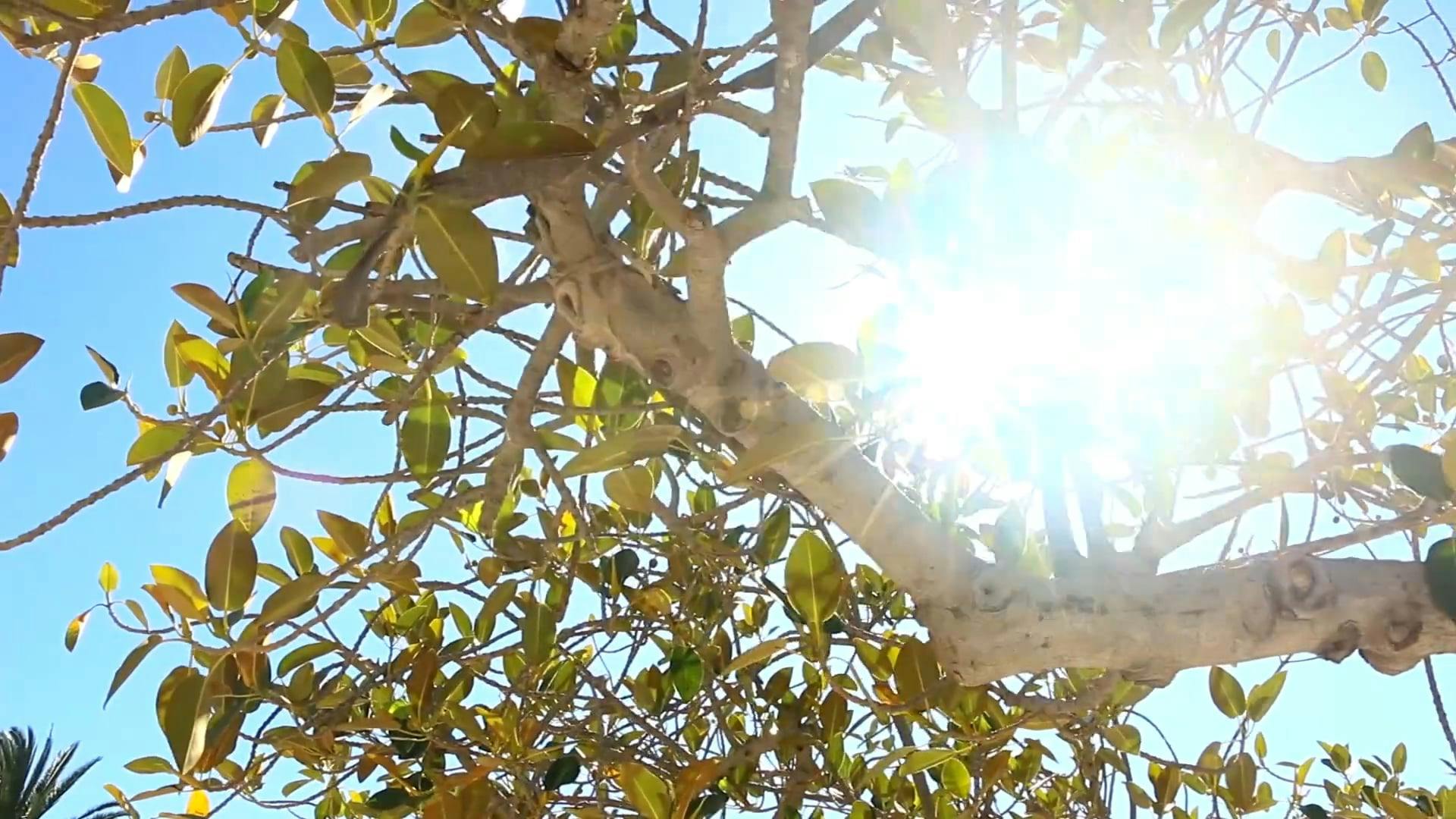 Video De árbol Con Sol Deslumbrante · Vídeos de stock gratuitos