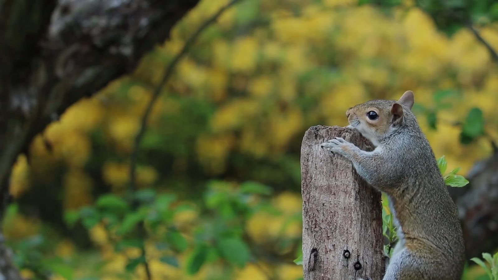 Animal Videos, Download The BEST Free 4k Stock Video Footage & Animal ...