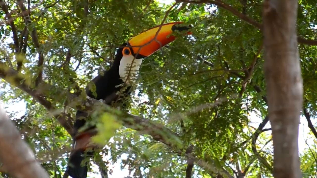 Video Of Tucano Bird · Free Stock Video