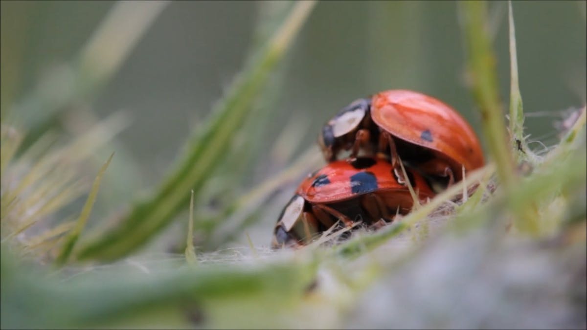 Insects Videos, Download The BEST Free 4k Stock Video Footage & Insects ...