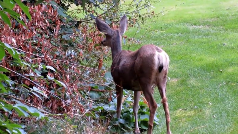 Deer Videos, Download The BEST Free 4k Stock Video Footage & Deer HD ...