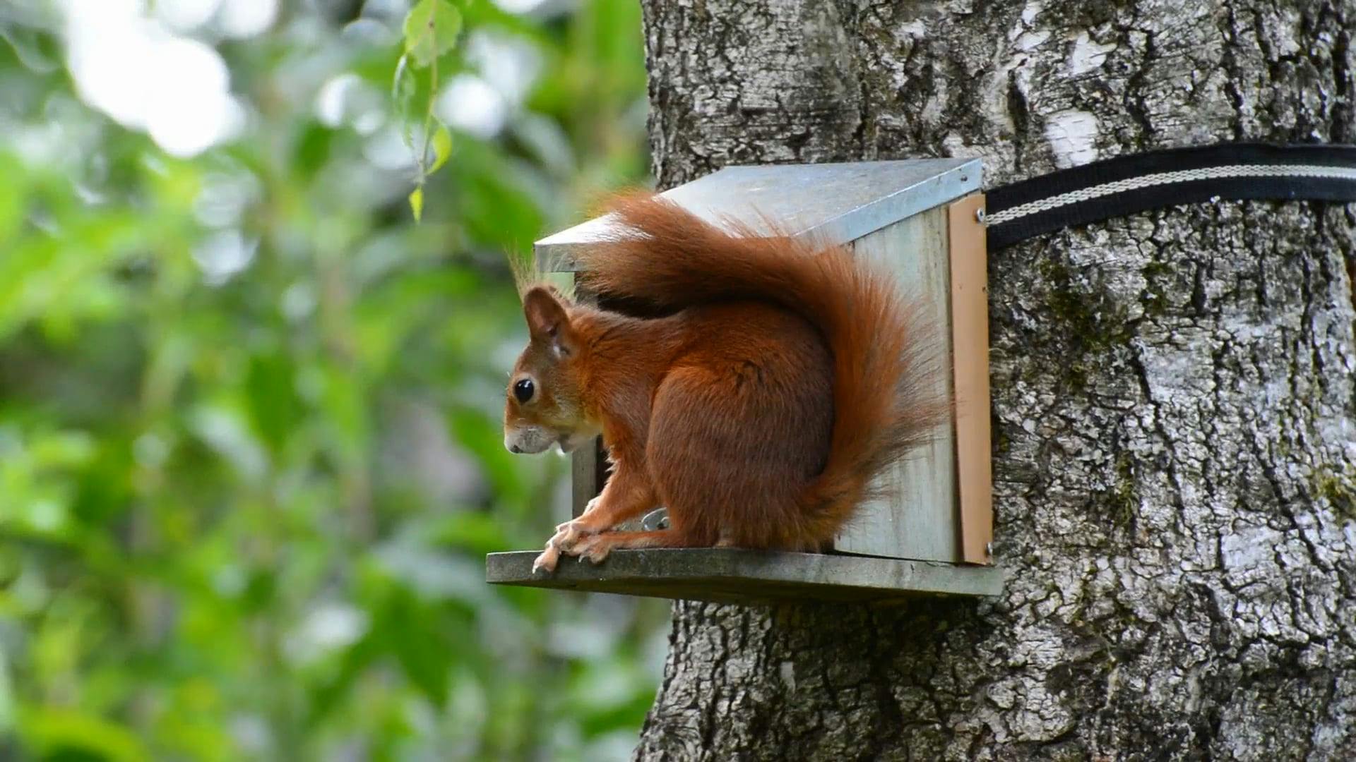 Squirrel Eating · Free Stock Video