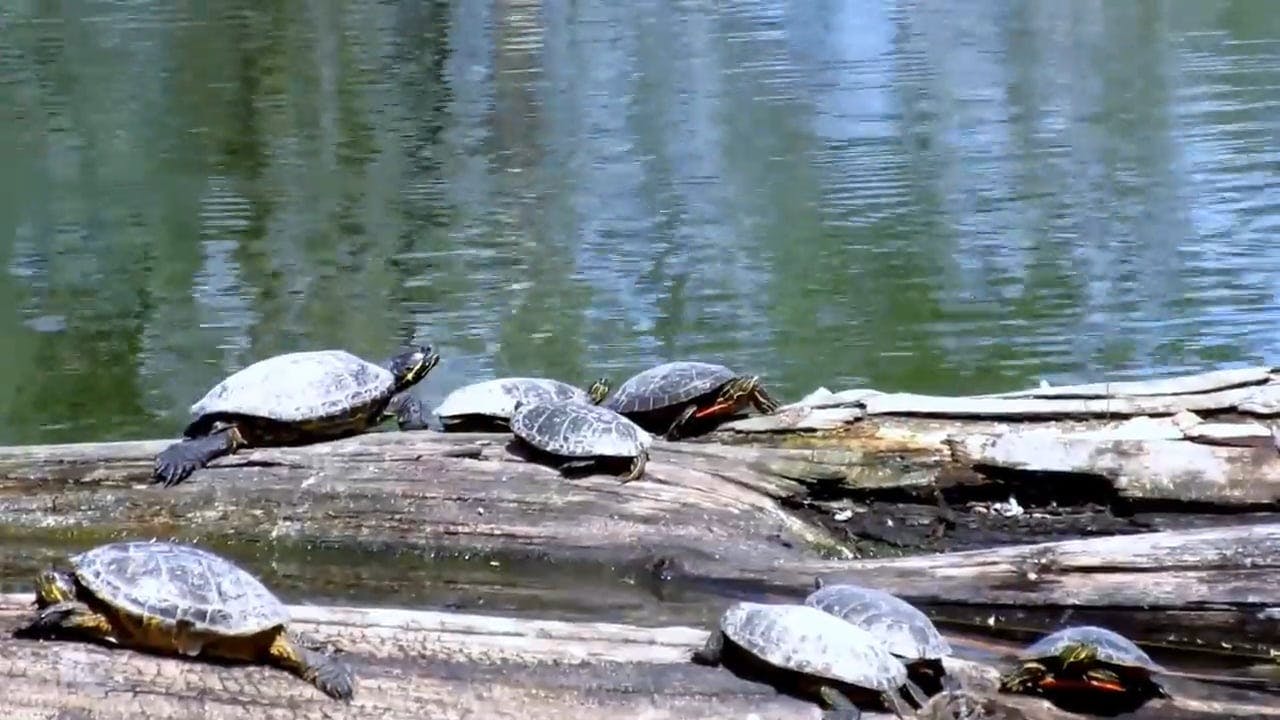 Video Of Turtles · Free Stock Video