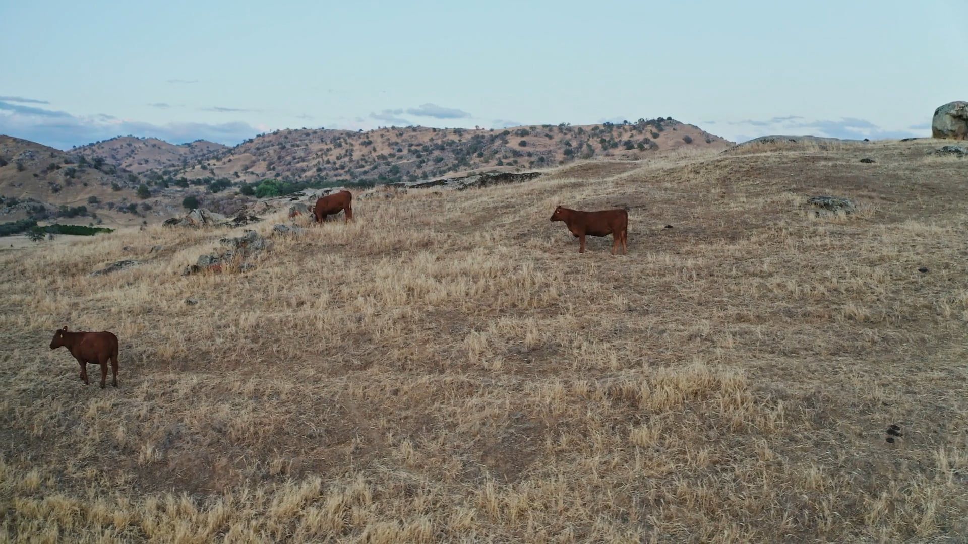Tracking Shot of Cattle Grazing on a Pasture · Free Stock Video