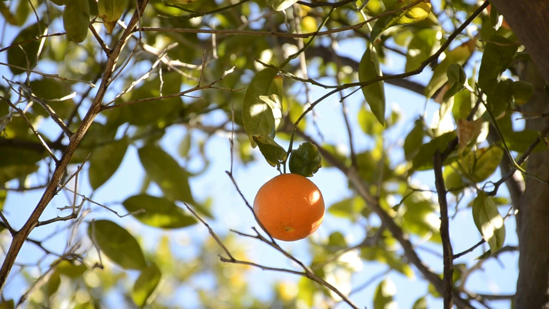 Fruit Hanging On A Branch · Free Stock Video