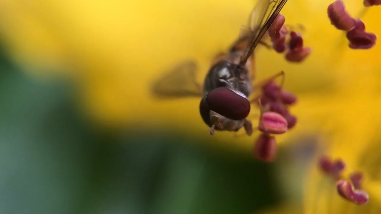 Pollen Videos, Download The BEST Free 4k Stock Video Footage & Pollen ...