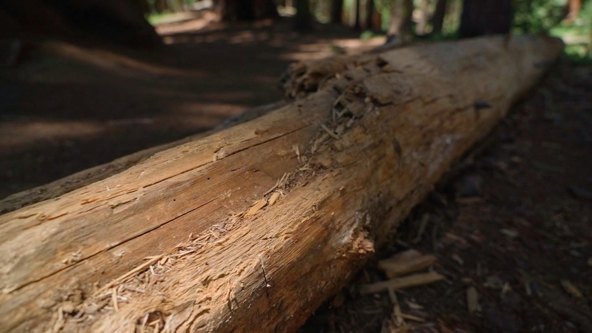 Fallen Timber Videos, Download The BEST Free 4k Stock Video Footage ...