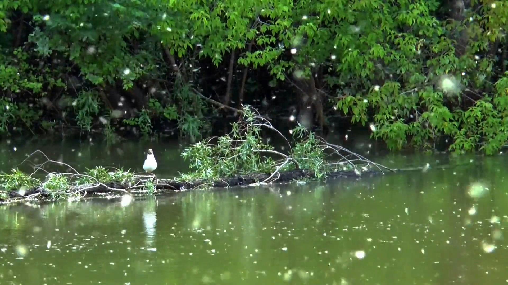 Video Of Snowfall Free Stock Video Footage, Royalty-Free 4K & HD Video Clip