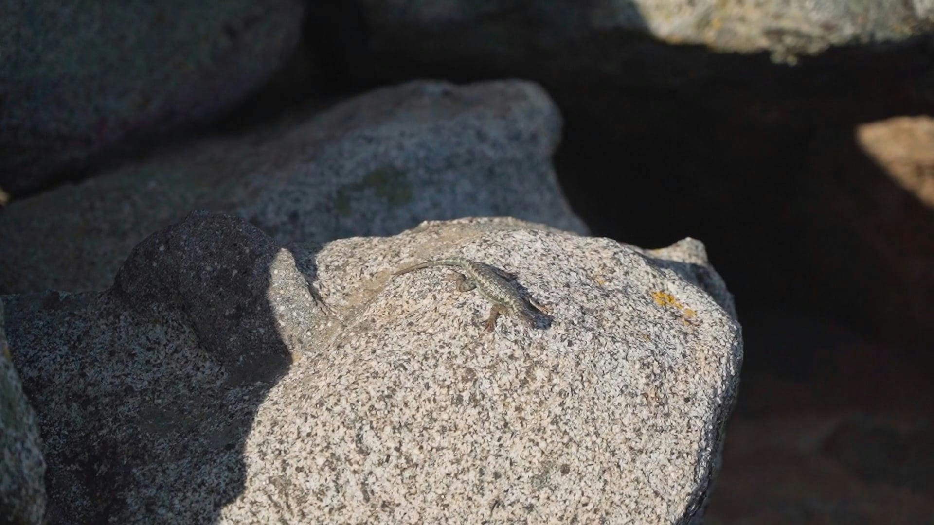 World Of Reptiles Videos, Download The BEST Free 4k Stock Video Footage ...