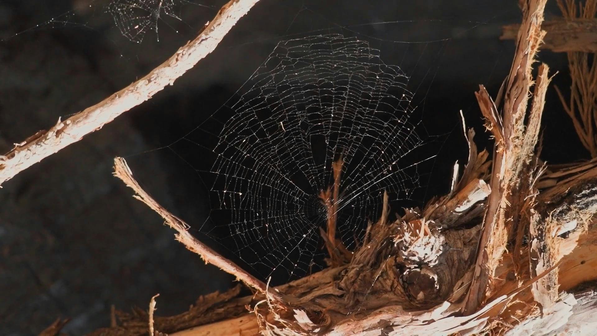 Wood Web Background Videos, Download The BEST Free 4k Stock Video ...