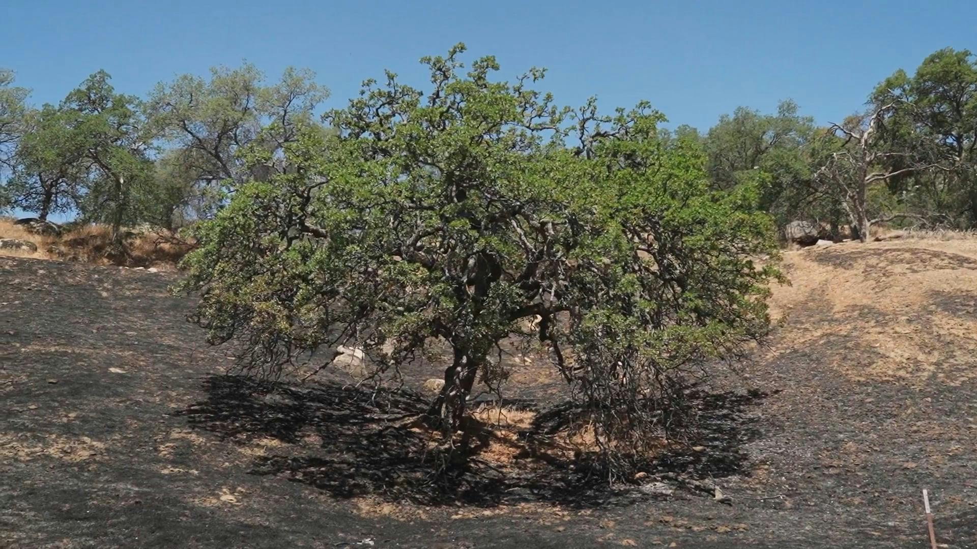 Reviving The Tree Videos, Download The BEST Free 4k Stock Video Footage ...