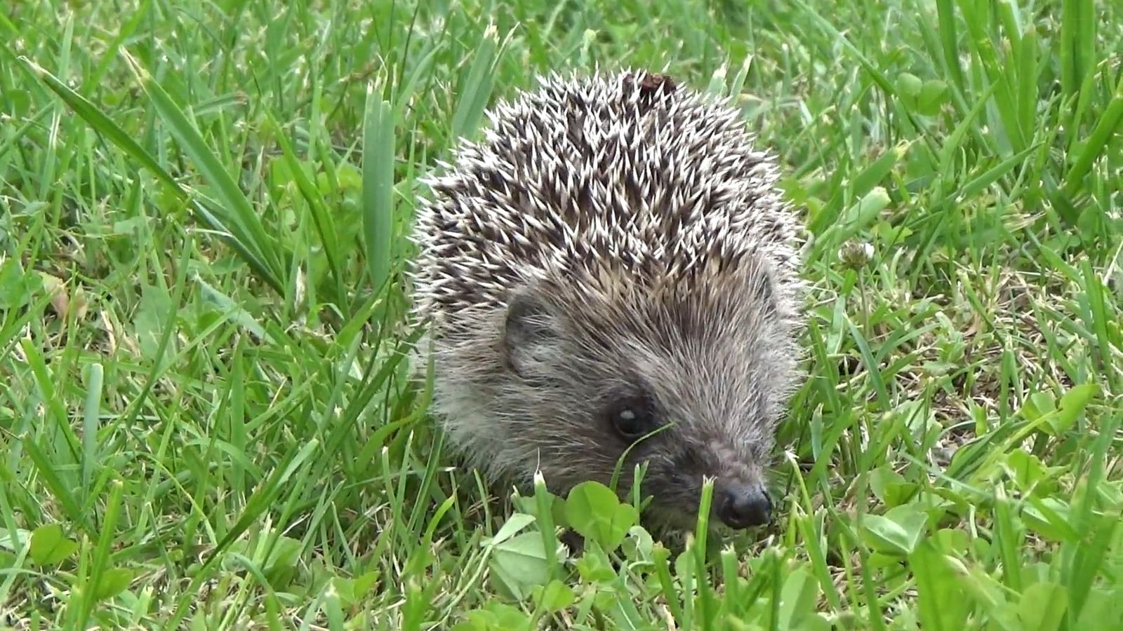 Animal Video Videos, Download The BEST Free 4k Stock Video Footage ...