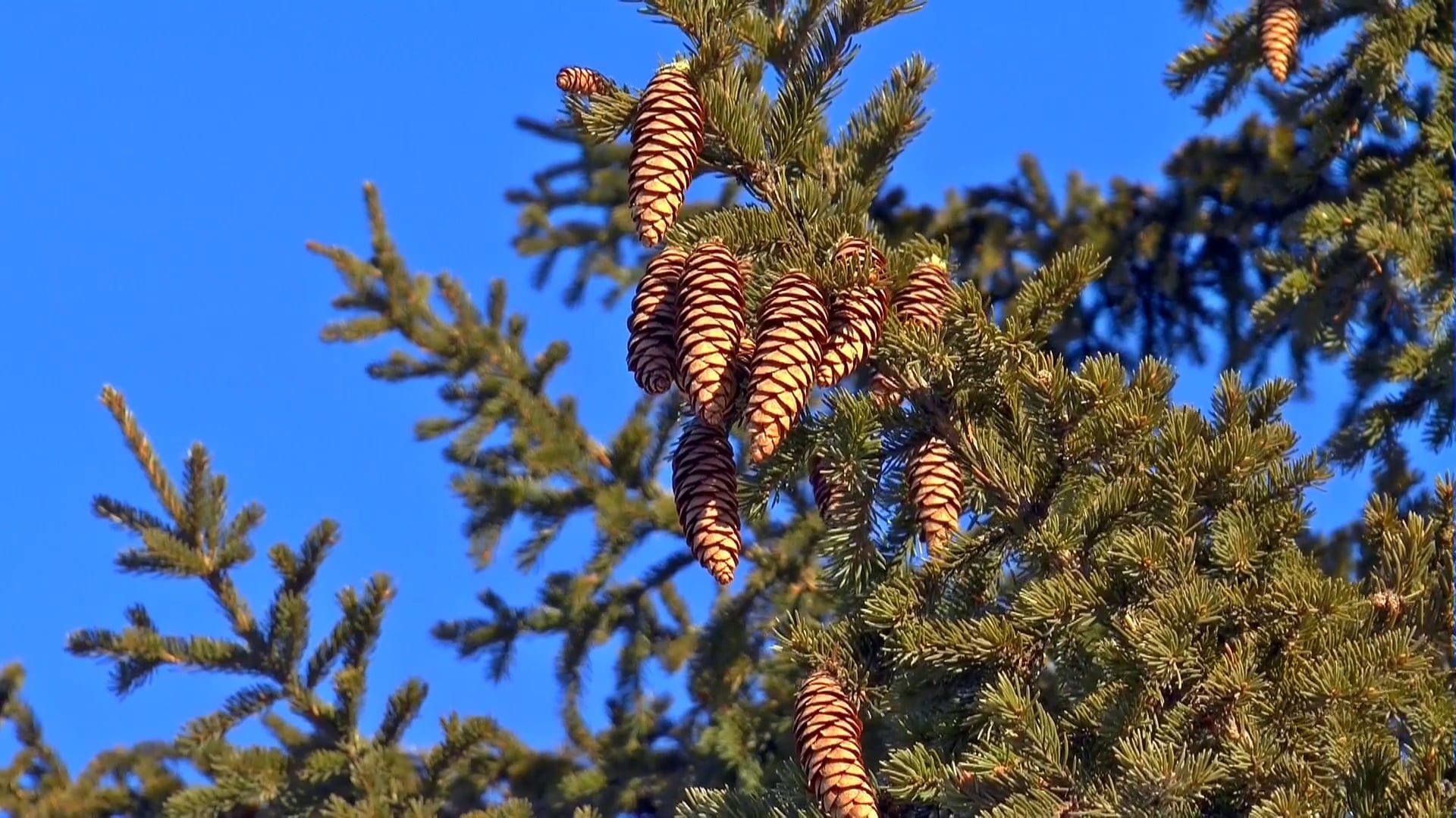 Low Angle Shot Of Spruce Cone Free Stock Video Footage, Royalty-Free 4K ...