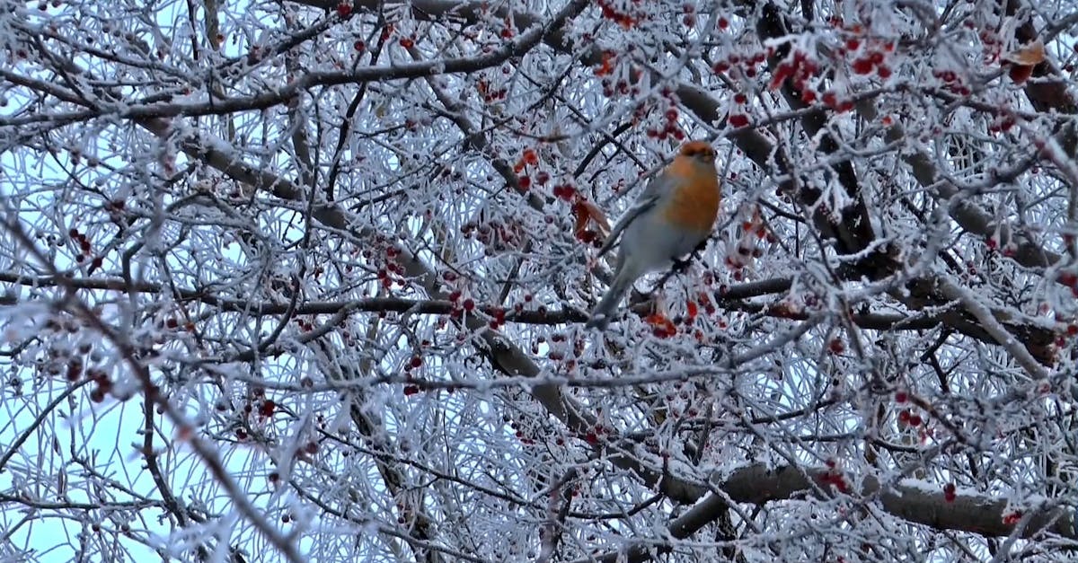 Bird Perched On A Branch · Free Stock Video Bird Perched On A Branch · Free Stock Video