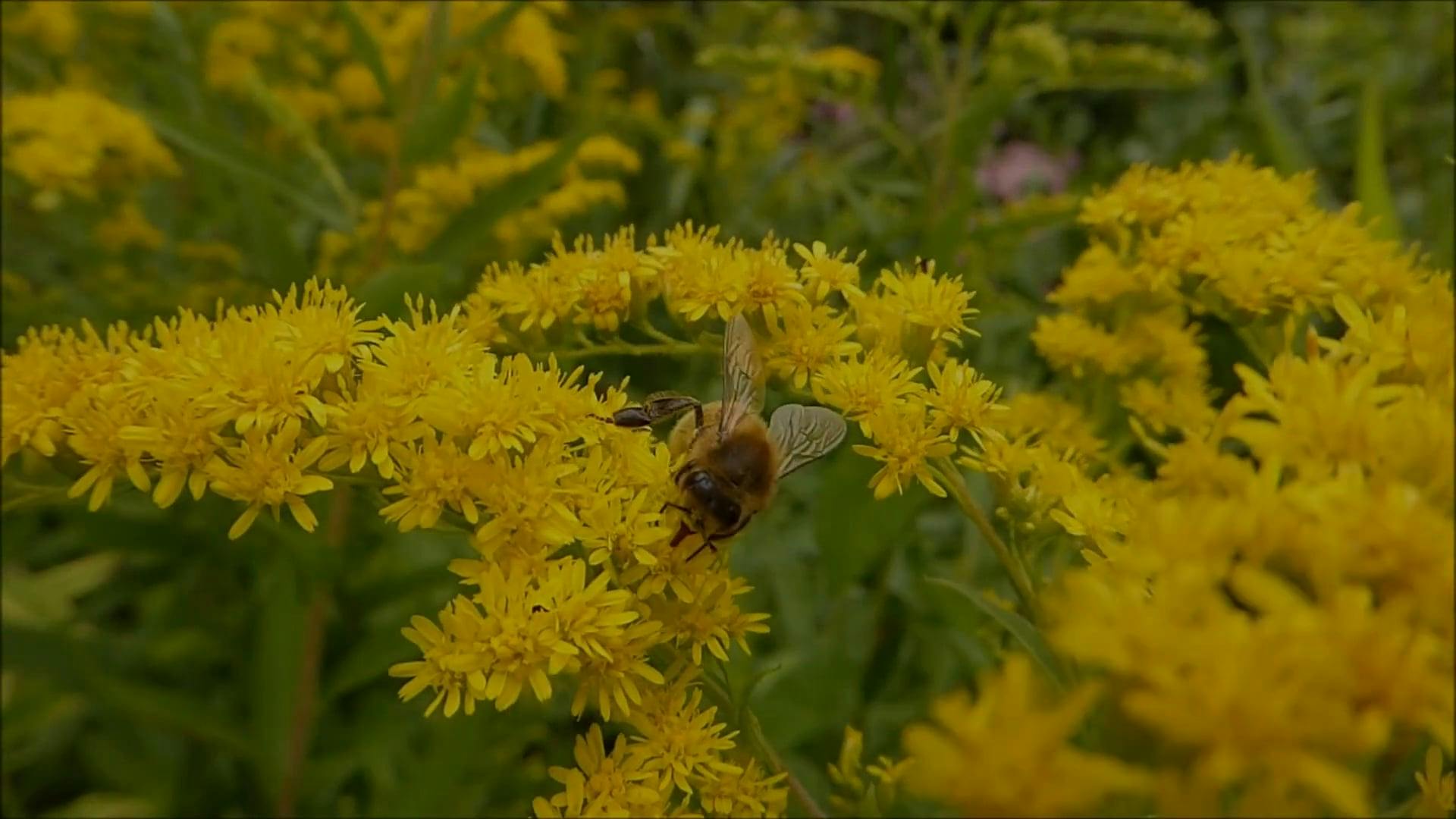 Bee Pollination Free Stock Video Footage, Royalty-Free 4K & HD Video Clip