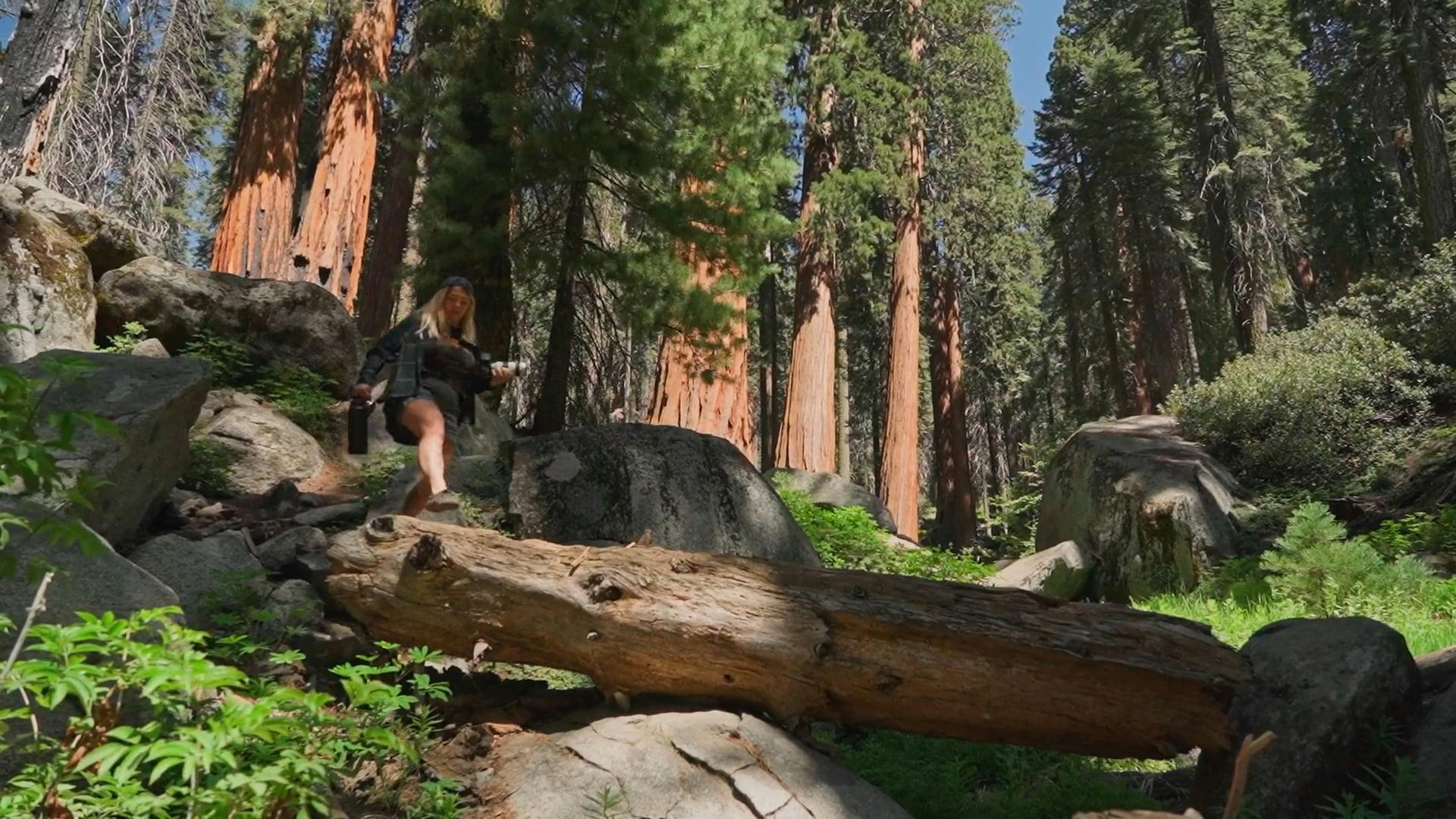Woman Walking On a Tree Log Free Stock Video Footage, Royalty-Free 4K ...