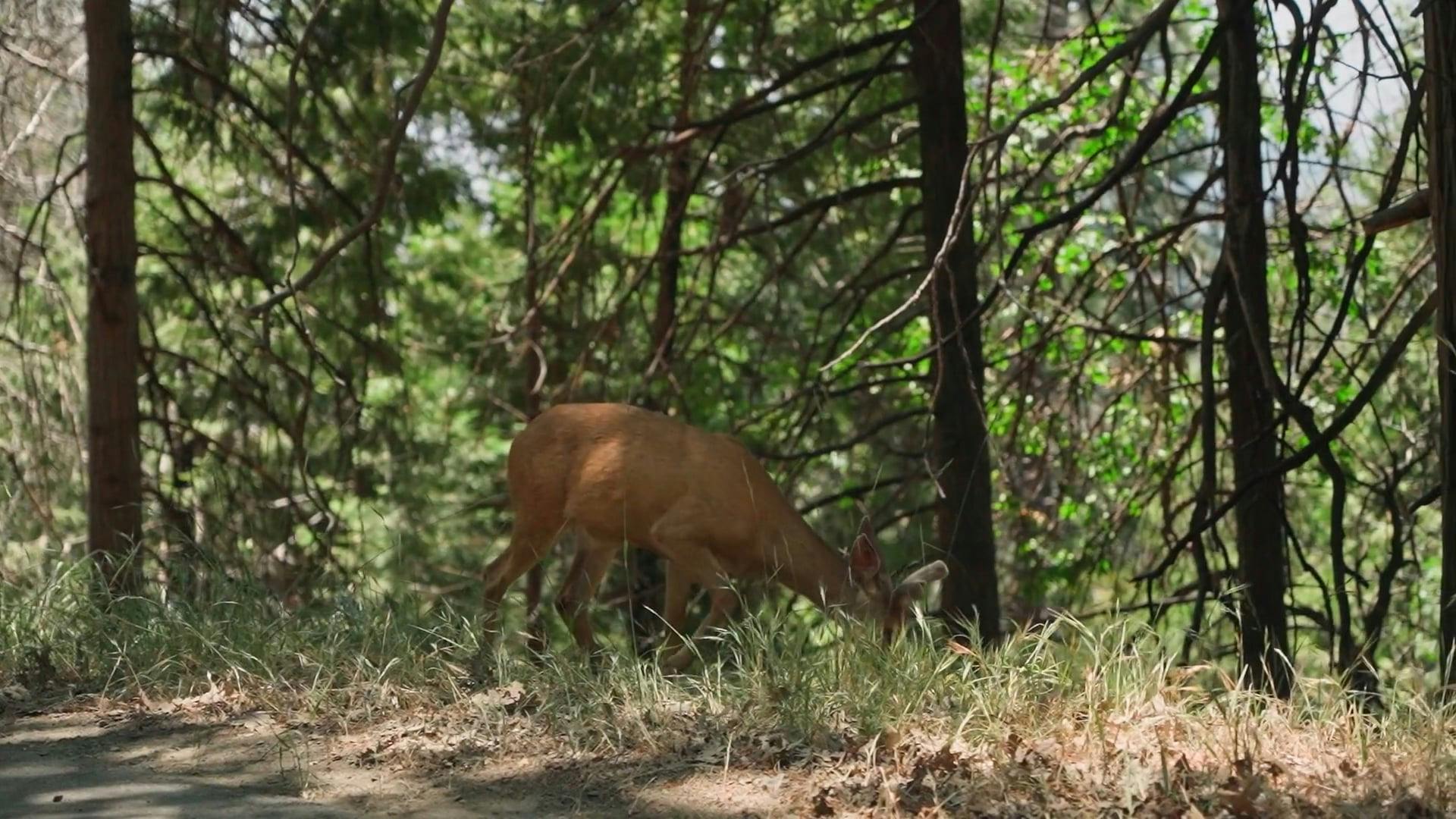 Wild Animals Running · Free Stock Video