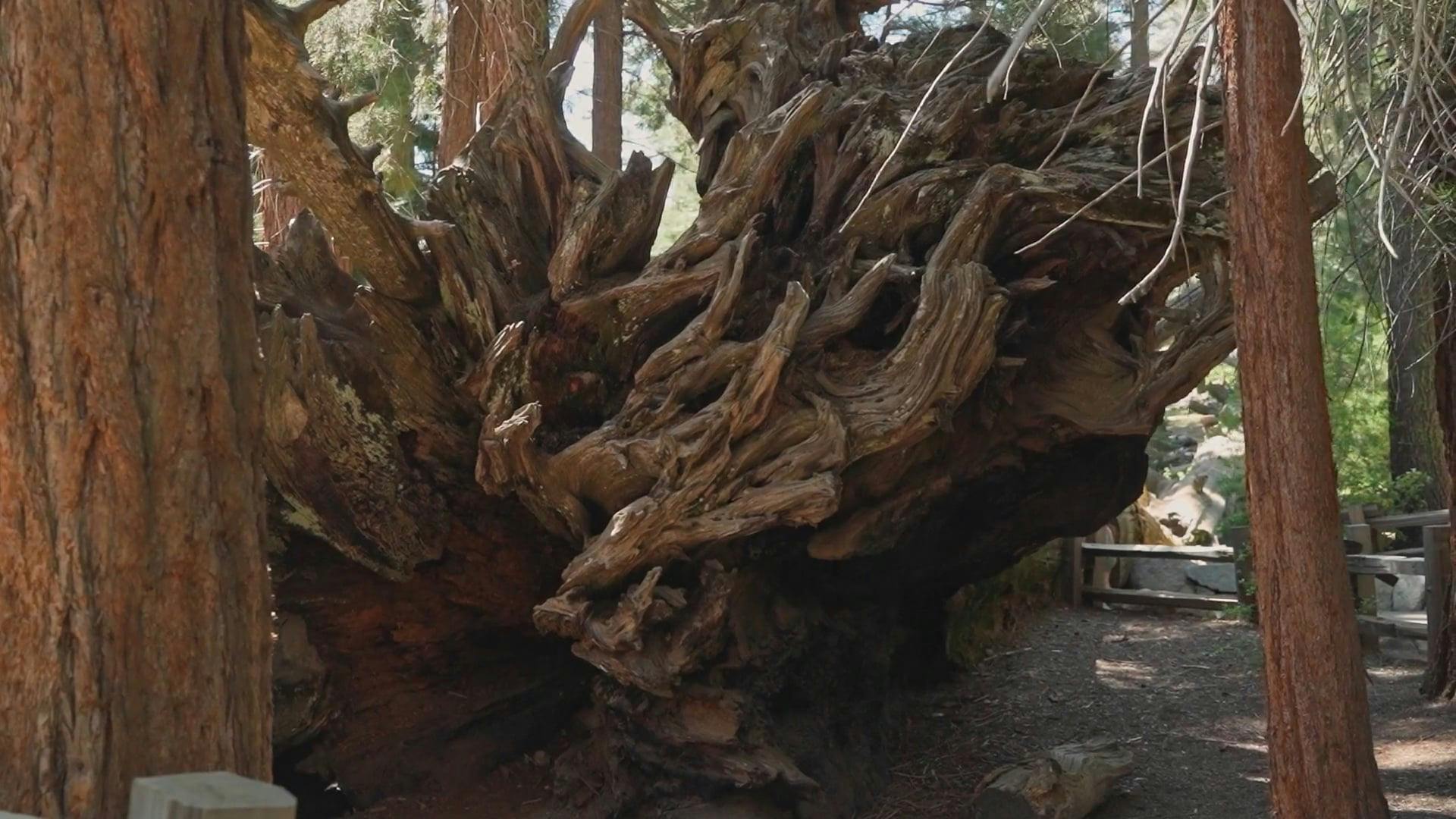 The Root System of a Fallen Sequoia Tree Free Stock Video Footage ...