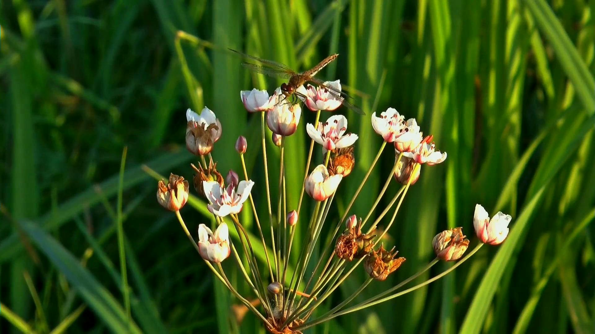 Dragonfly Videos, Download The BEST Free 4k Stock Video Footage ...