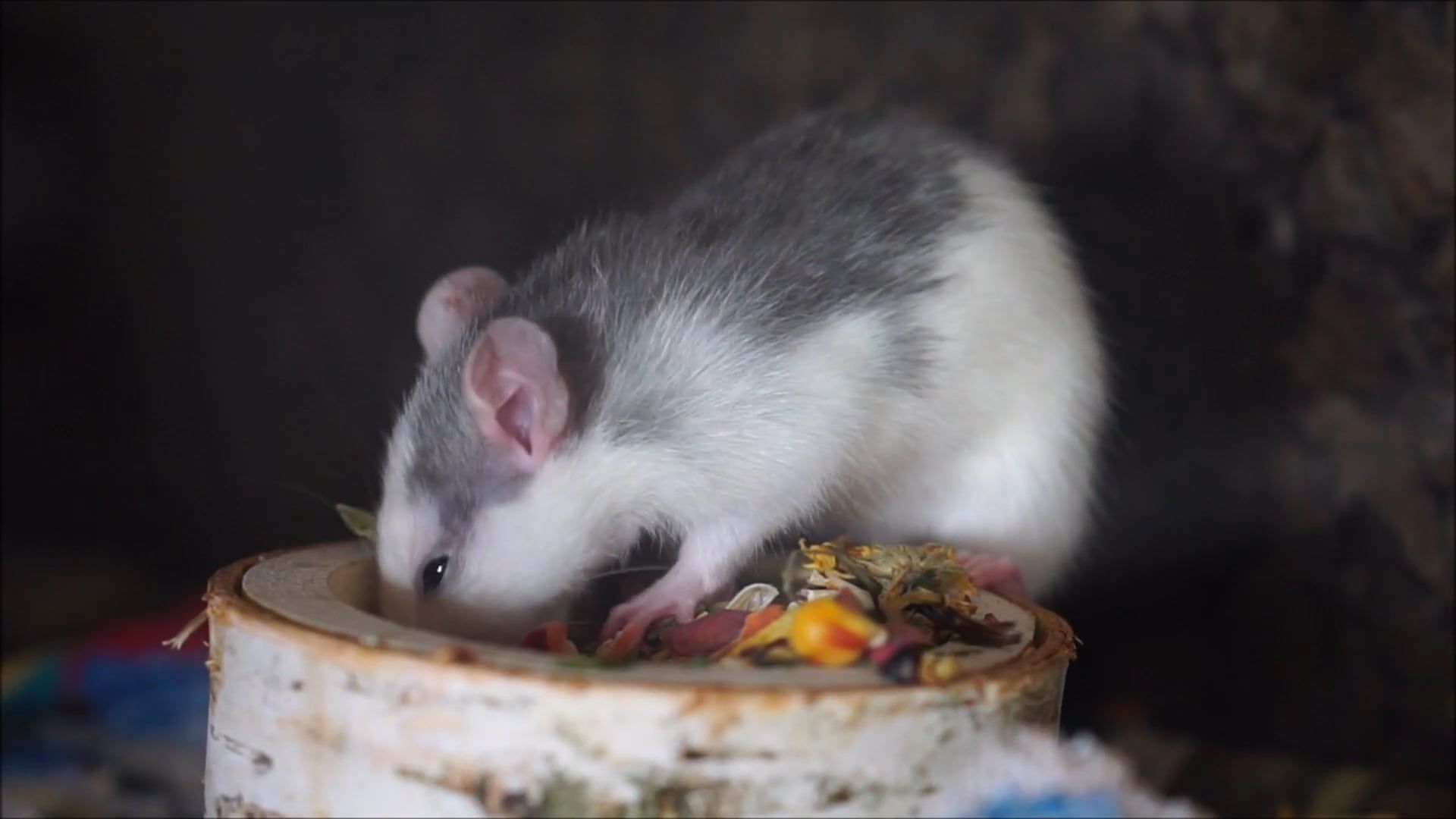 Hamster Eating · Free Stock Video