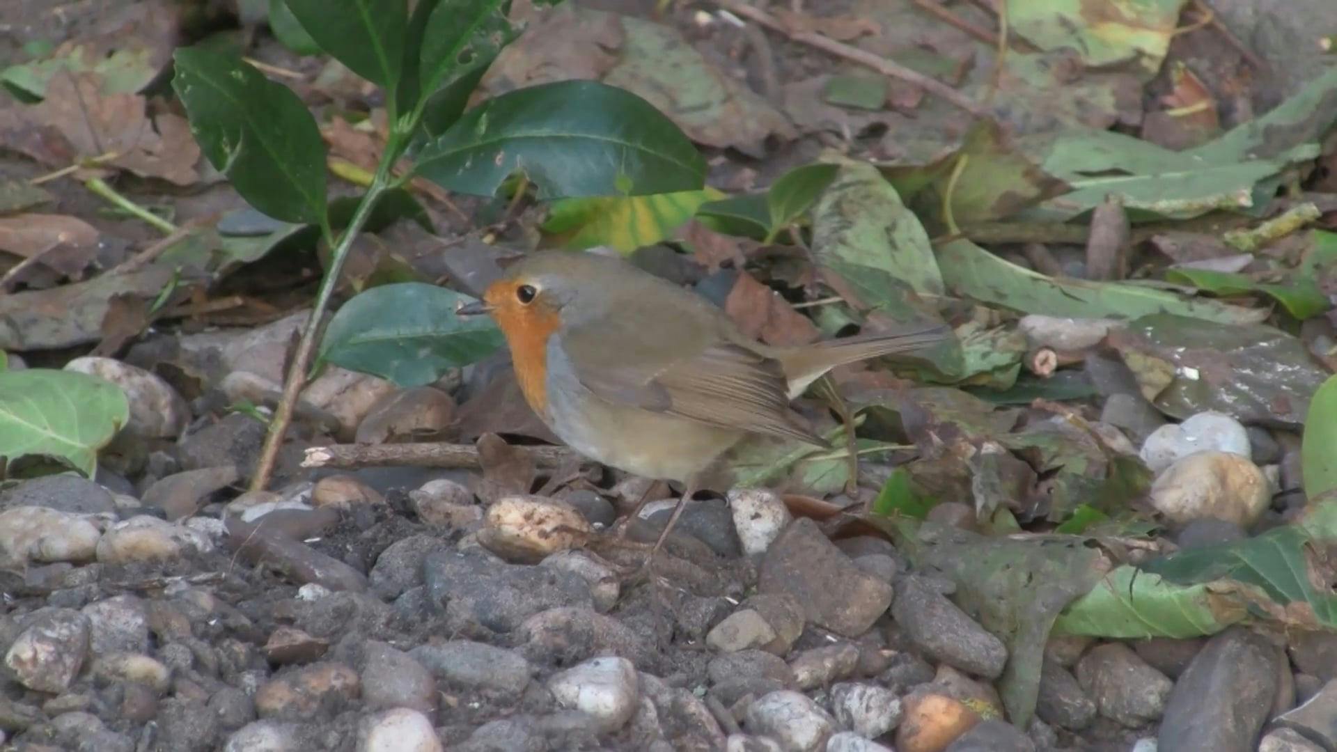 Lost Little Bird · Free Stock Video