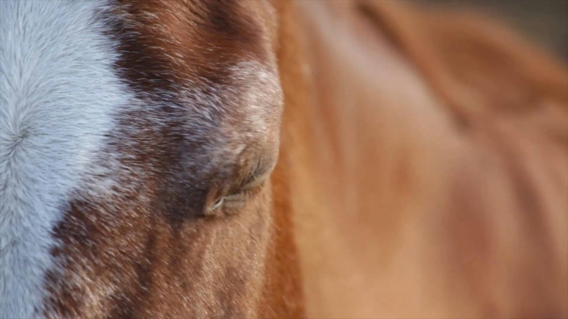 Horse Texture Videos, Download The BEST Free 4k Stock Video Footage ...