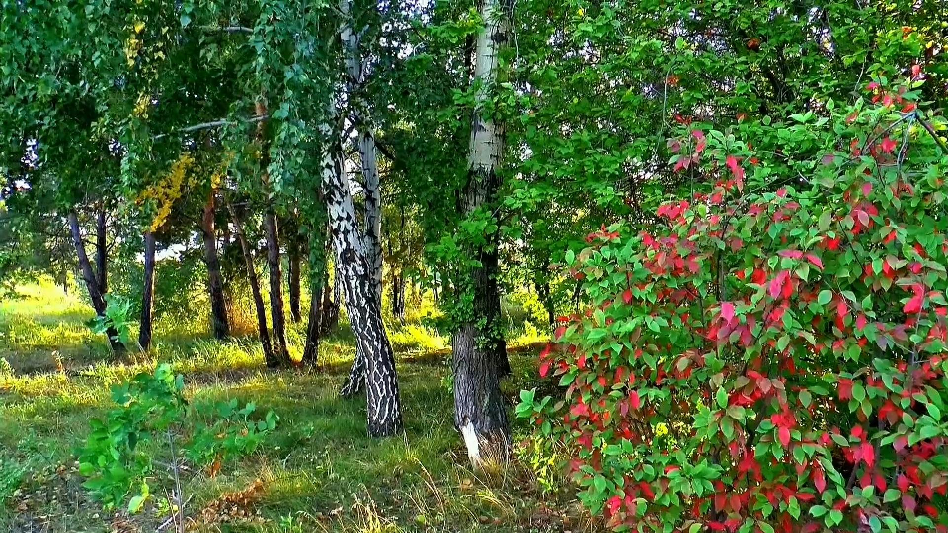 Video Of Trees Free Stock Video Footage, Royalty-Free 4K & HD Video Clip