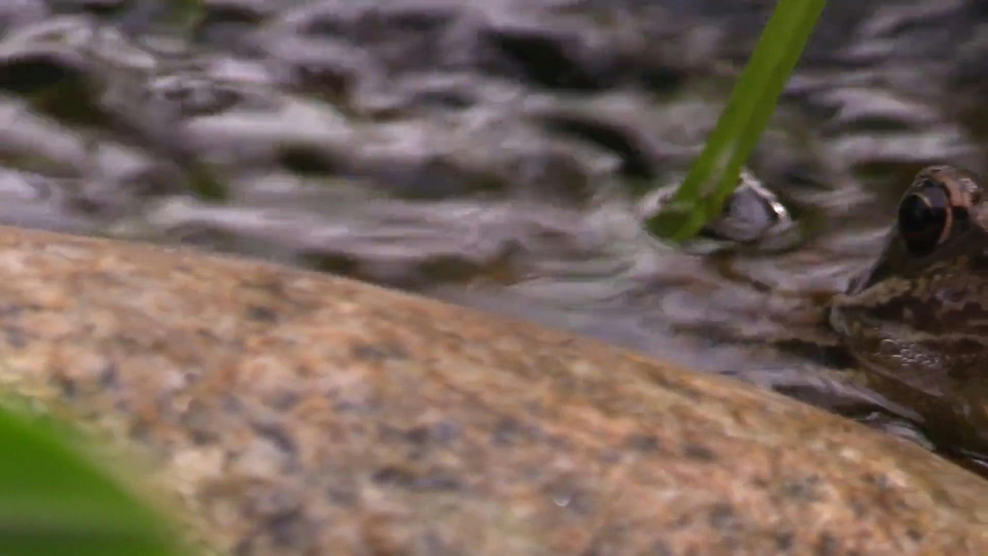 Close-Up Video Of Frog Free Stock Video Footage, Royalty-Free 4K & HD ...
