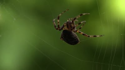 287+ Best Free Spider 4K Stock Video Footage & Royalty-Free HD Video Clips