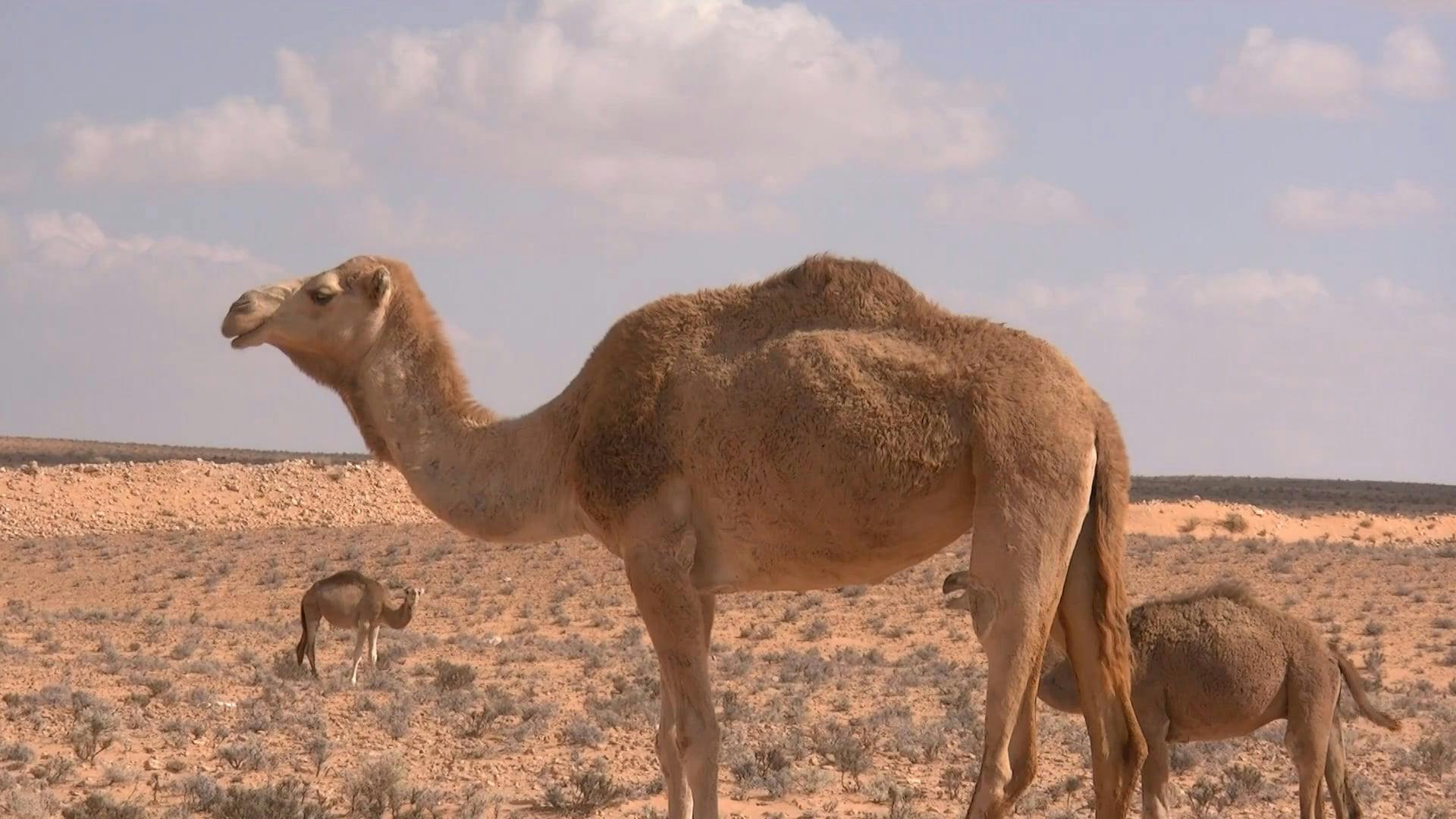 Video Of Camels · Free Stock Video
