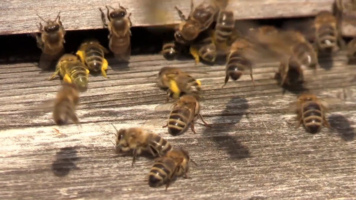 Bees Videos, Download The BEST Free 4k Stock Video Footage & Bees HD ...