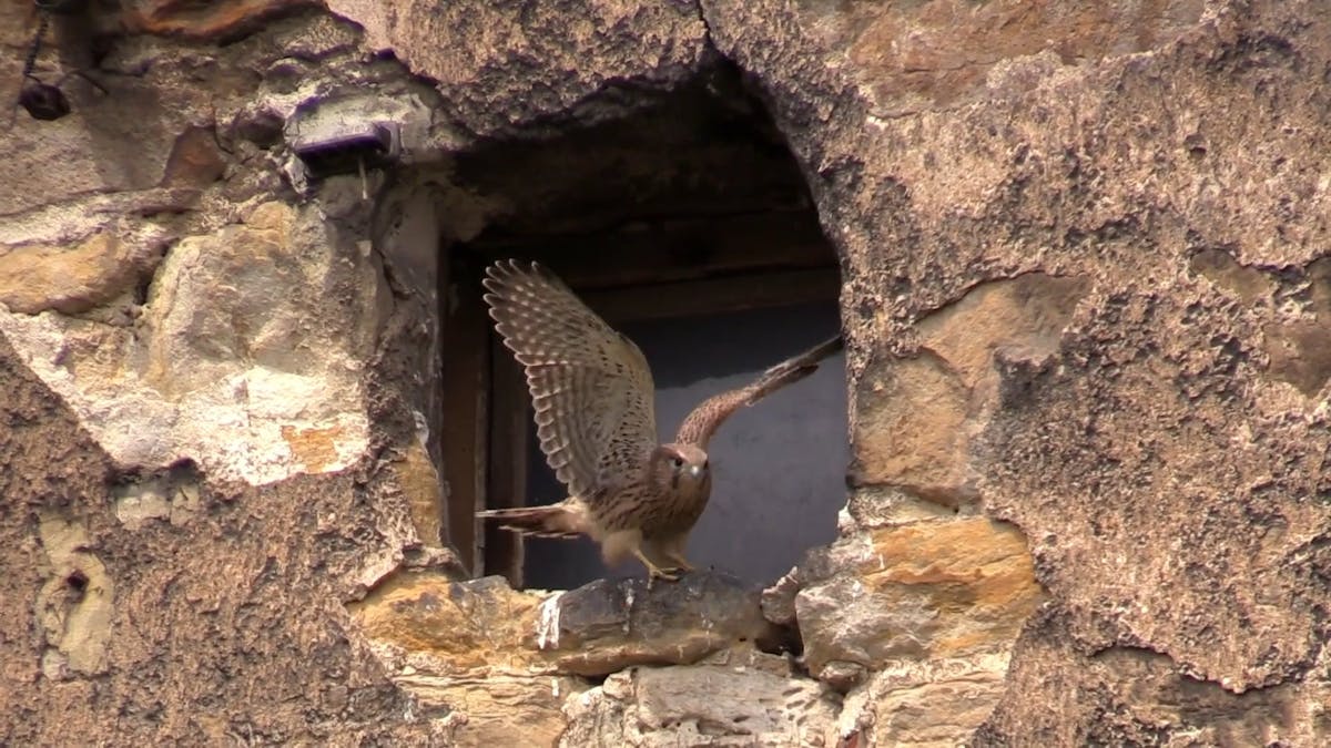 Falcon Videos, Download The BEST Free 4k Stock Video Footage & Falcon ...