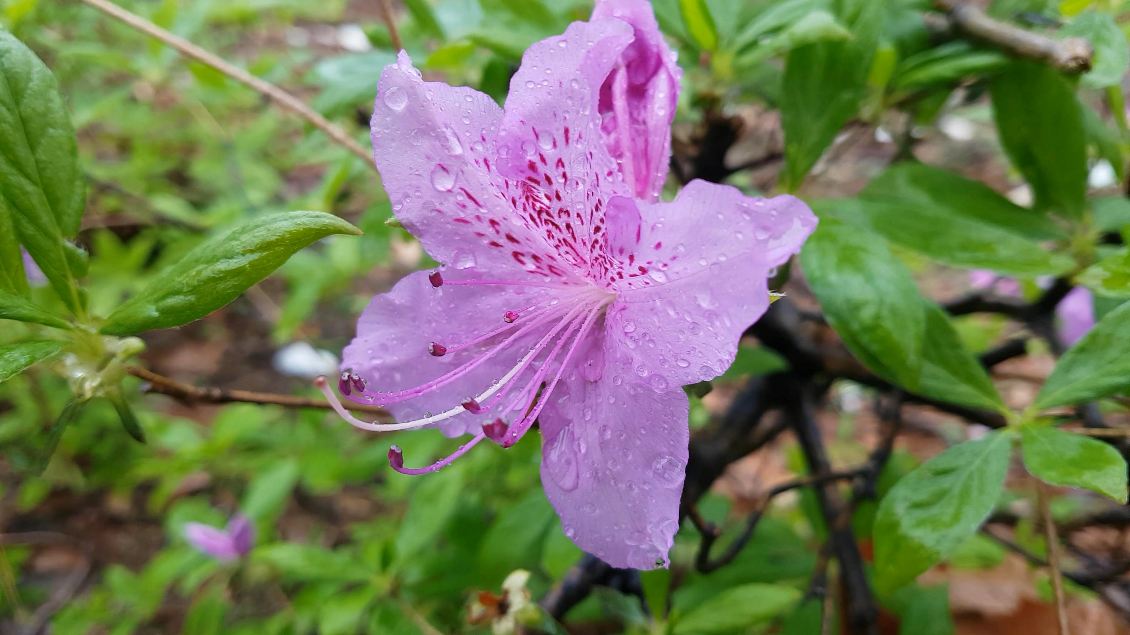 Close Up Video Of Azalea Flower · Free Stock Video