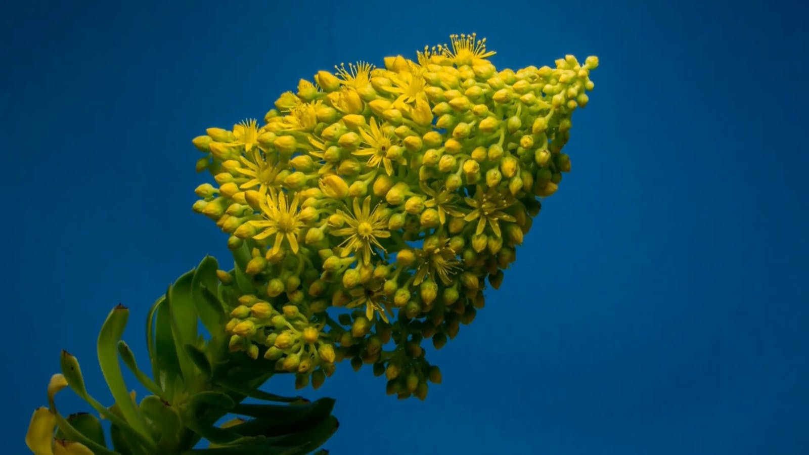 Blooming Flower Videos, Download The BEST Free 4k Stock Video Footage ...