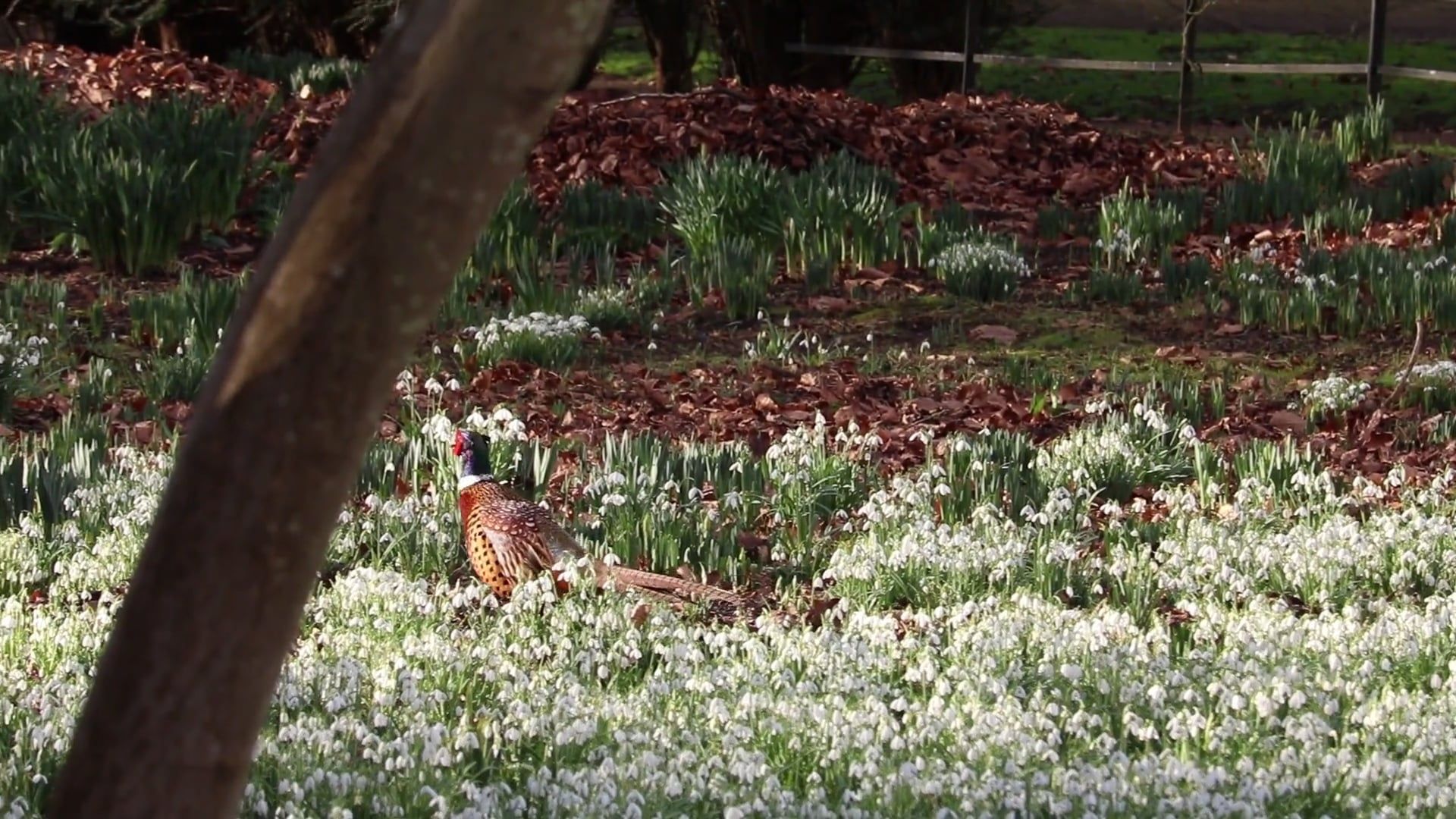 Duck Walking Around Free Stock Video Footage, Royalty-Free 4K & HD ...