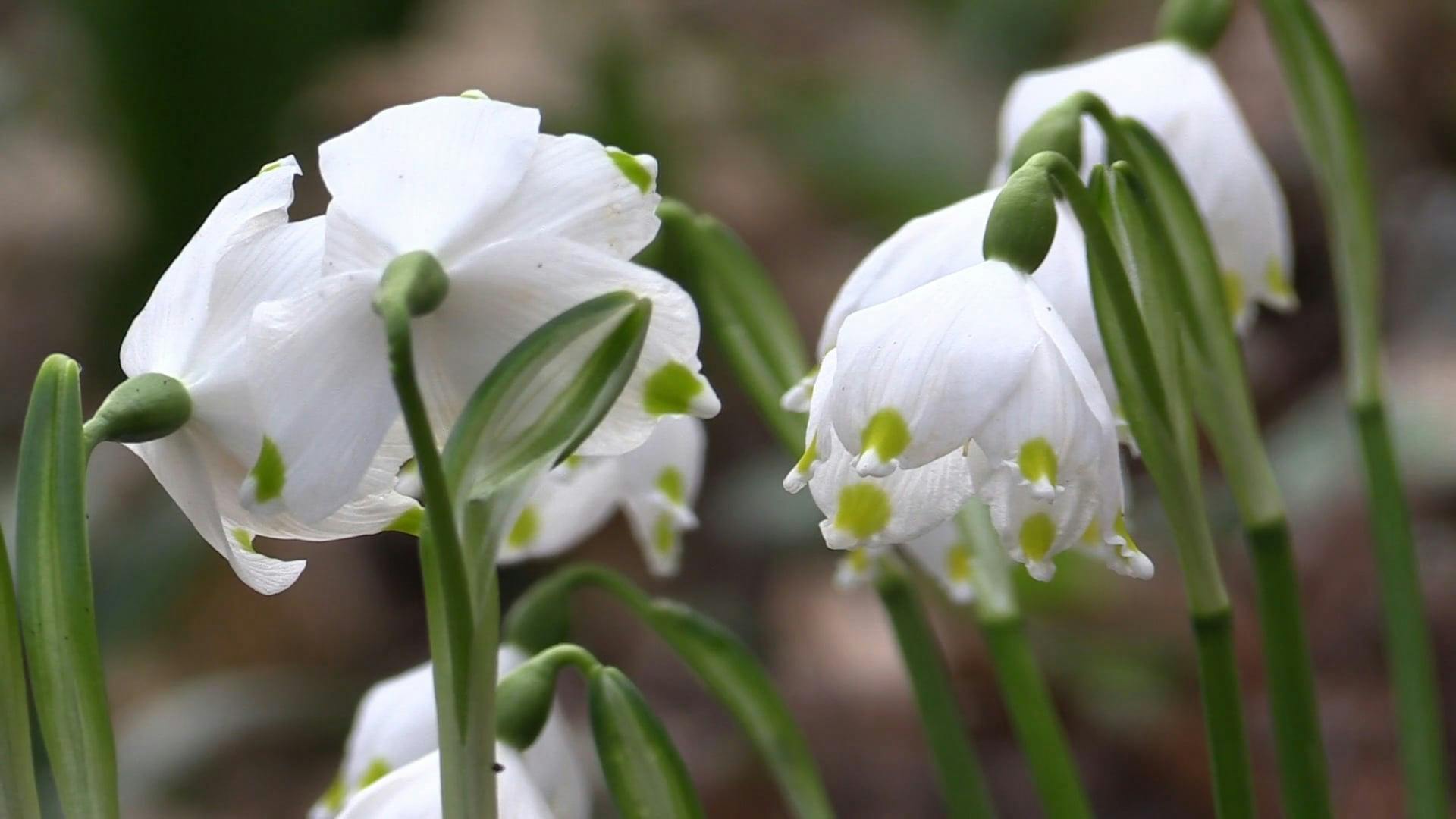 Video Of Flower Blooming Free Stock Video Footage, Royalty-Free 4K & HD ...