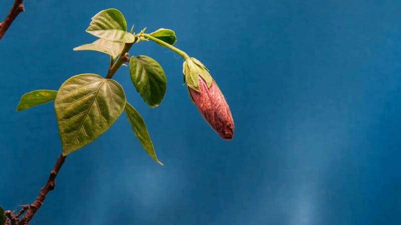 Blooming Flower Videos, Download The BEST Free 4k Stock Video Footage ...