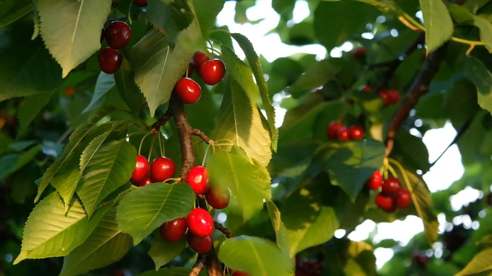 Cherry Tree · Free Stock Video