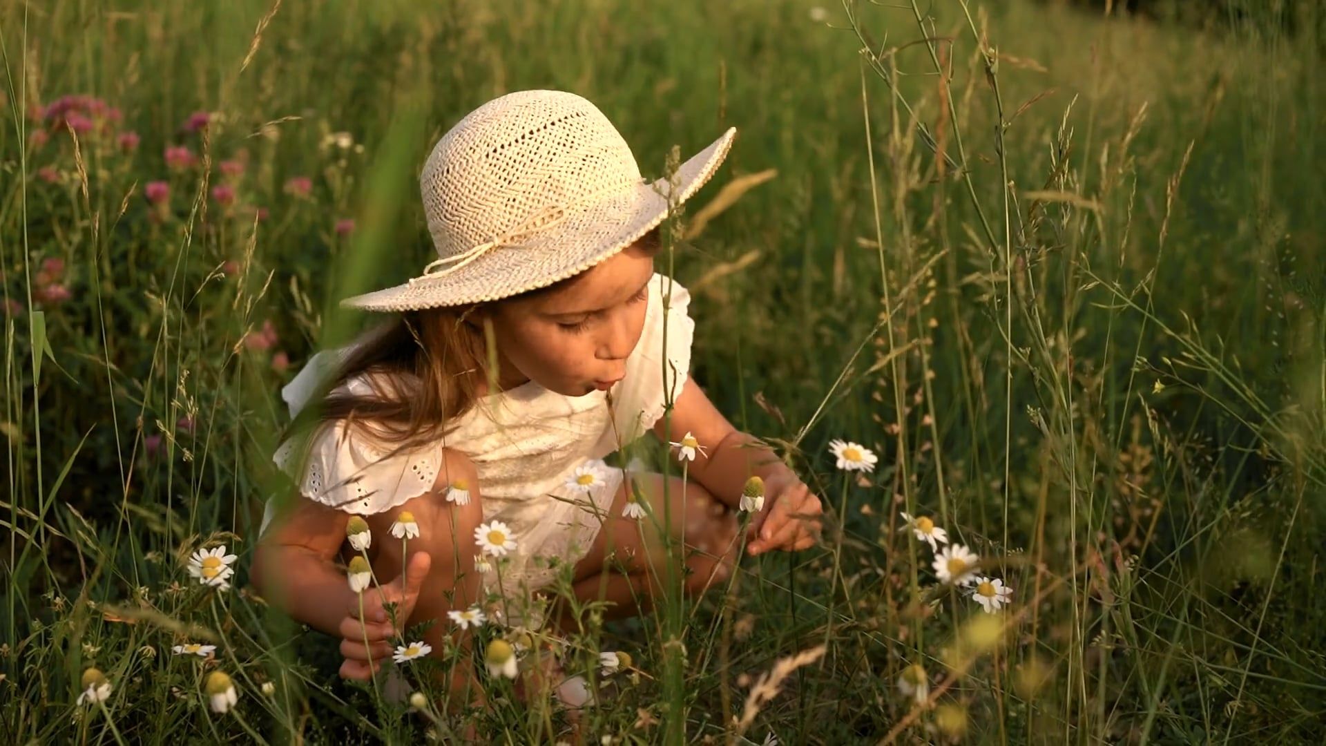A Girl Sitting on Flower Field · Free Stock Video