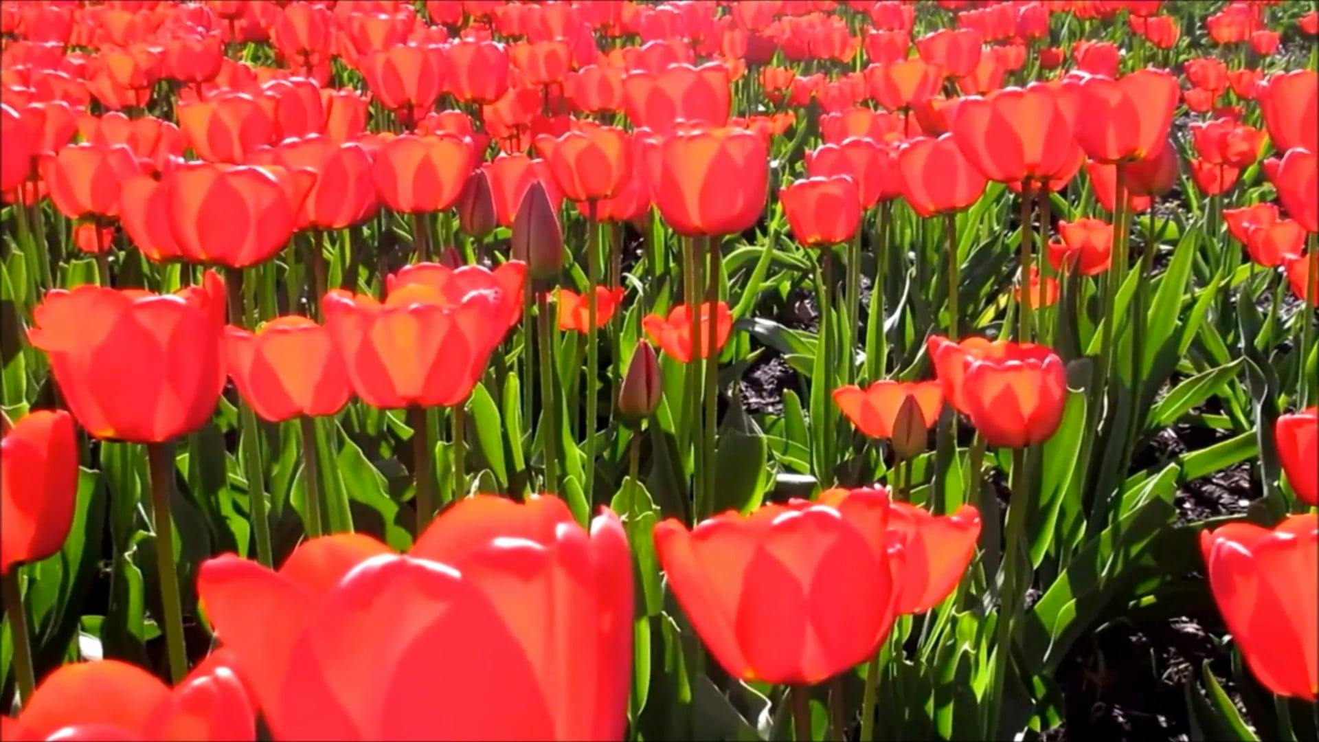 Hdr Videos, Download The BEST Free 4k Stock Video Footage & Hdr HD ...