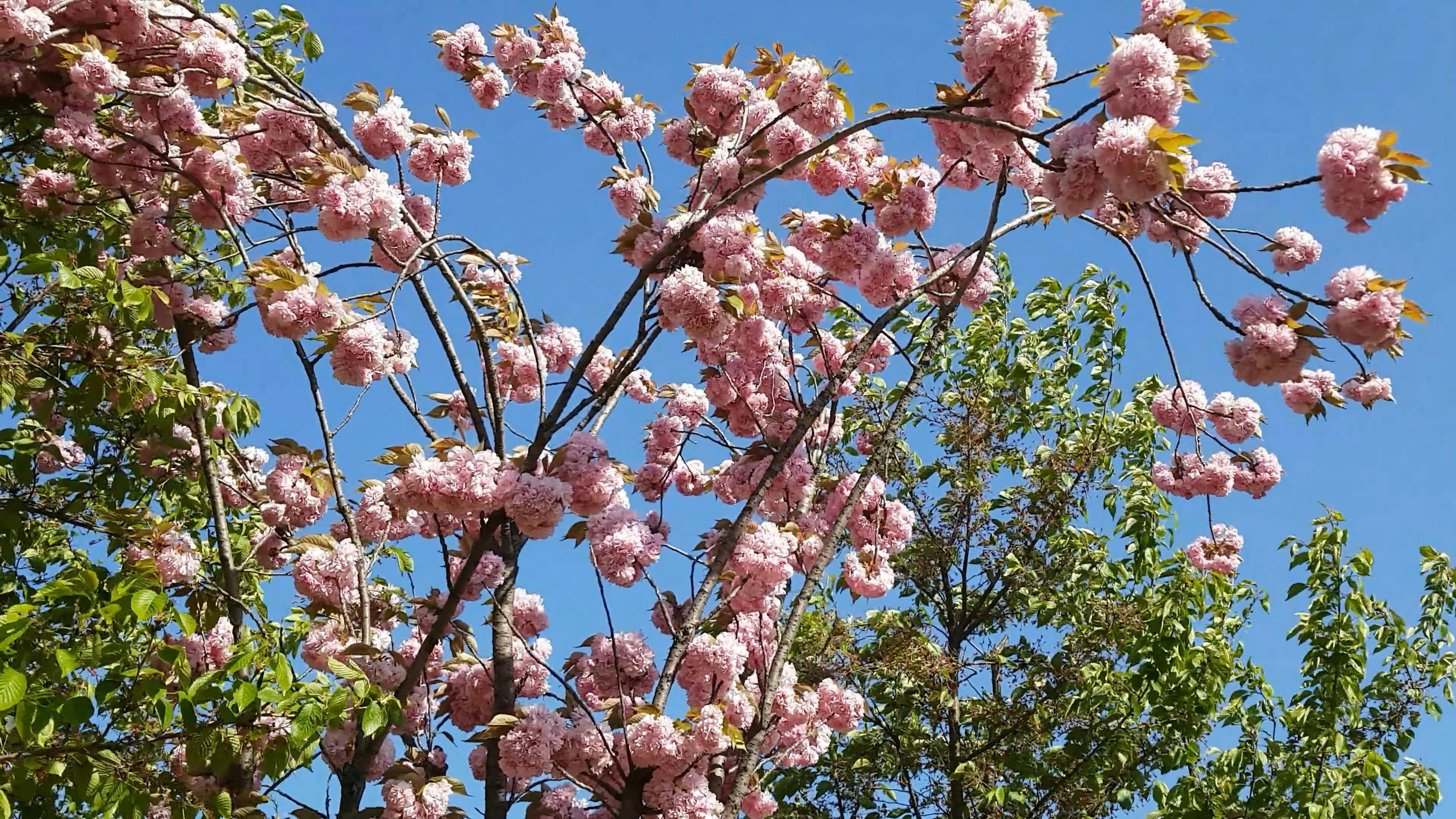 Ornamental Trees Videos, Download The BEST Free 4k Stock Video Footage ...