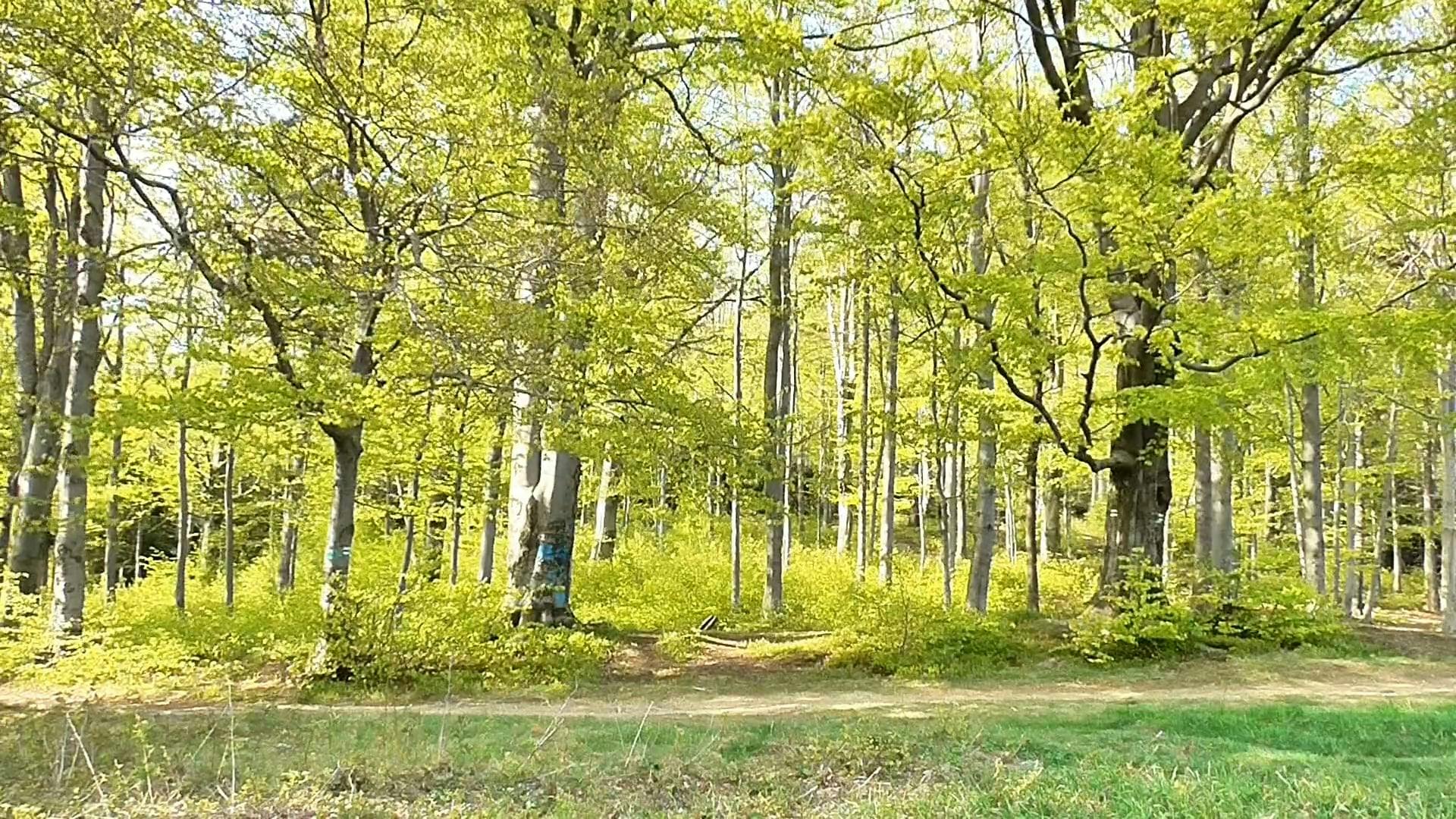 Daylight In Forest Free Stock Video Footage, Royalty-Free 4K & HD Video ...