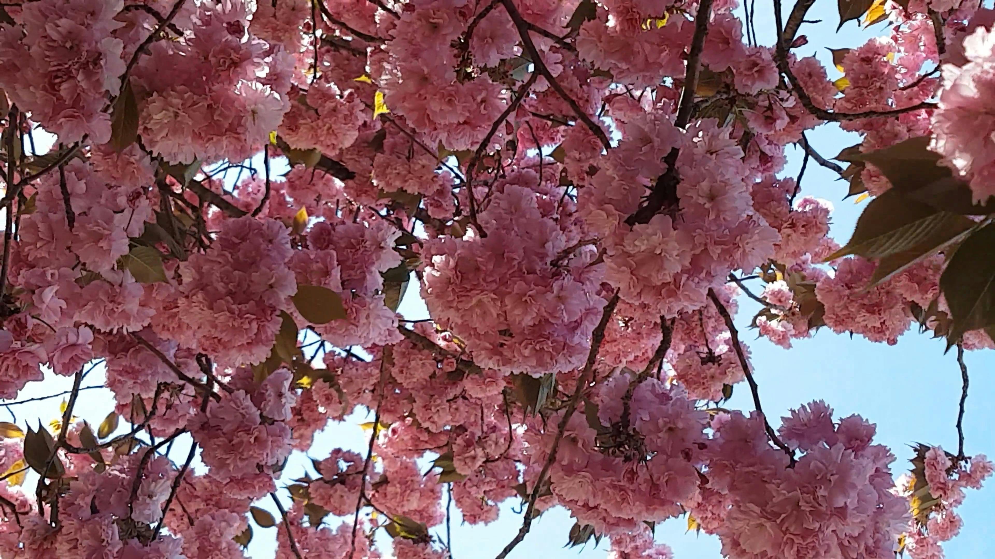 Flowering Tree · Free Stock Video