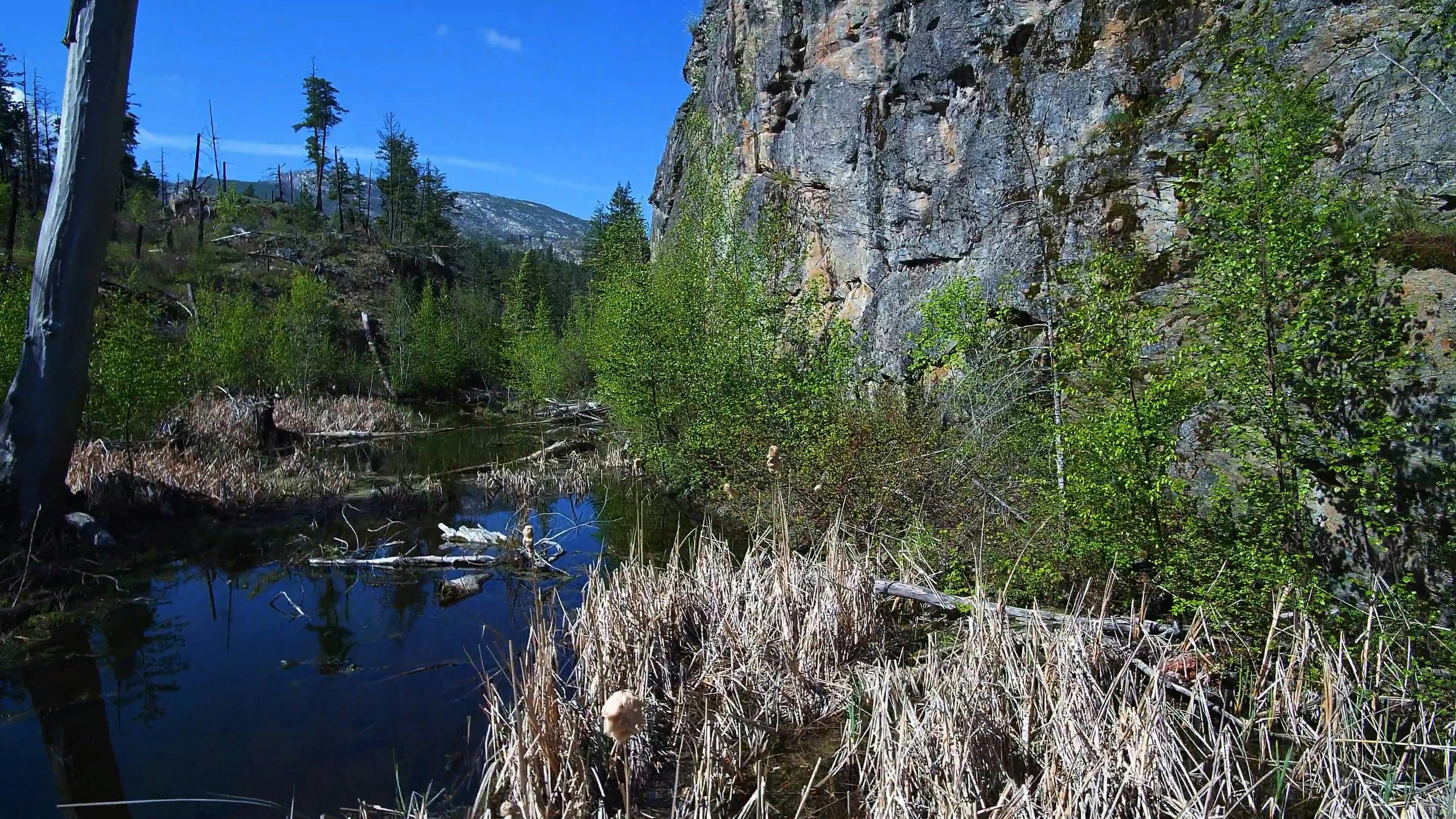 Wild Region Videos, Download The BEST Free 4k Stock Video Footage ...